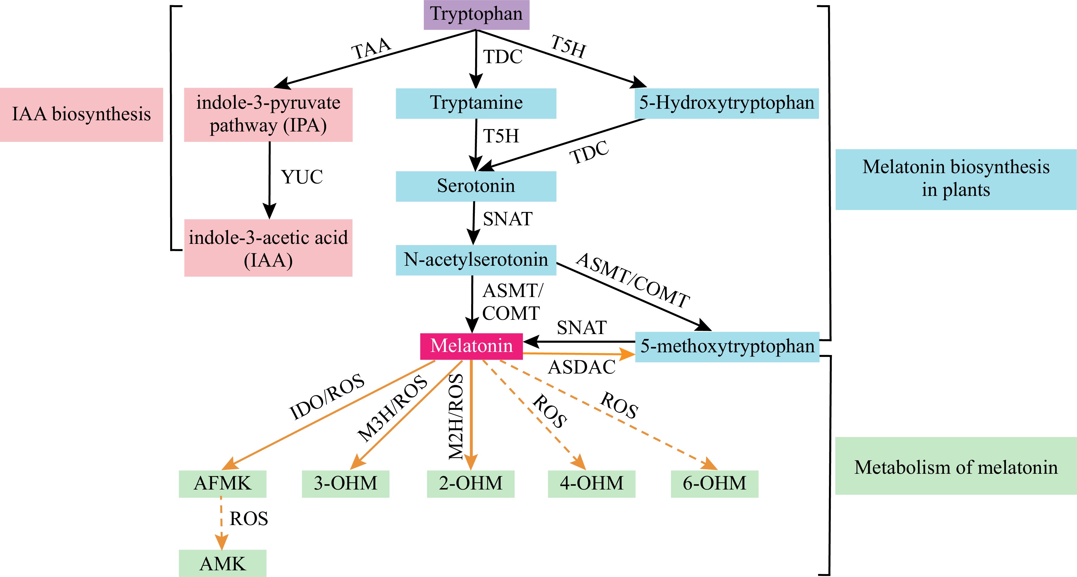 Recent advances in melatonin regulation of drought tolerance in plants