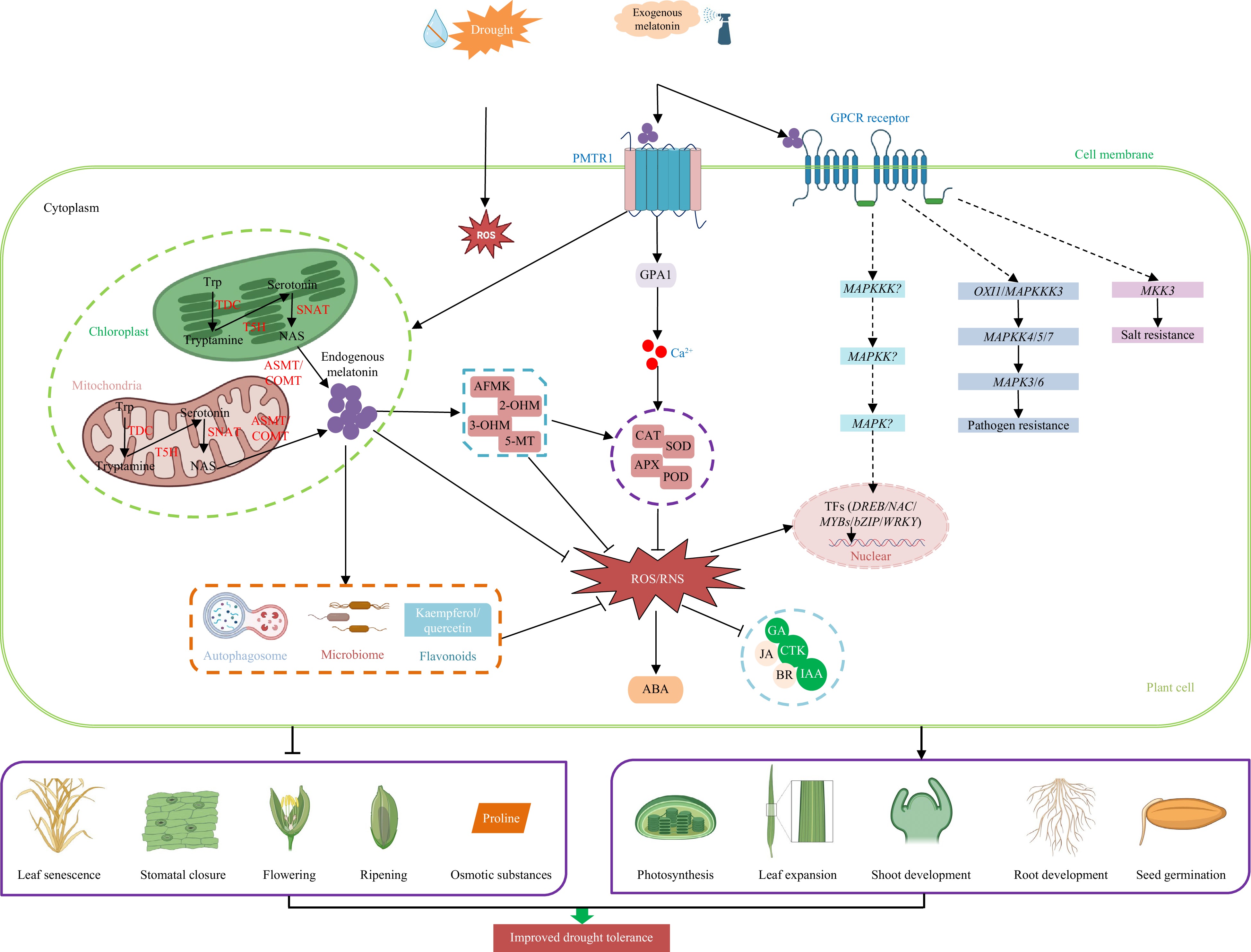 Recent advances in melatonin regulation of drought tolerance in plants