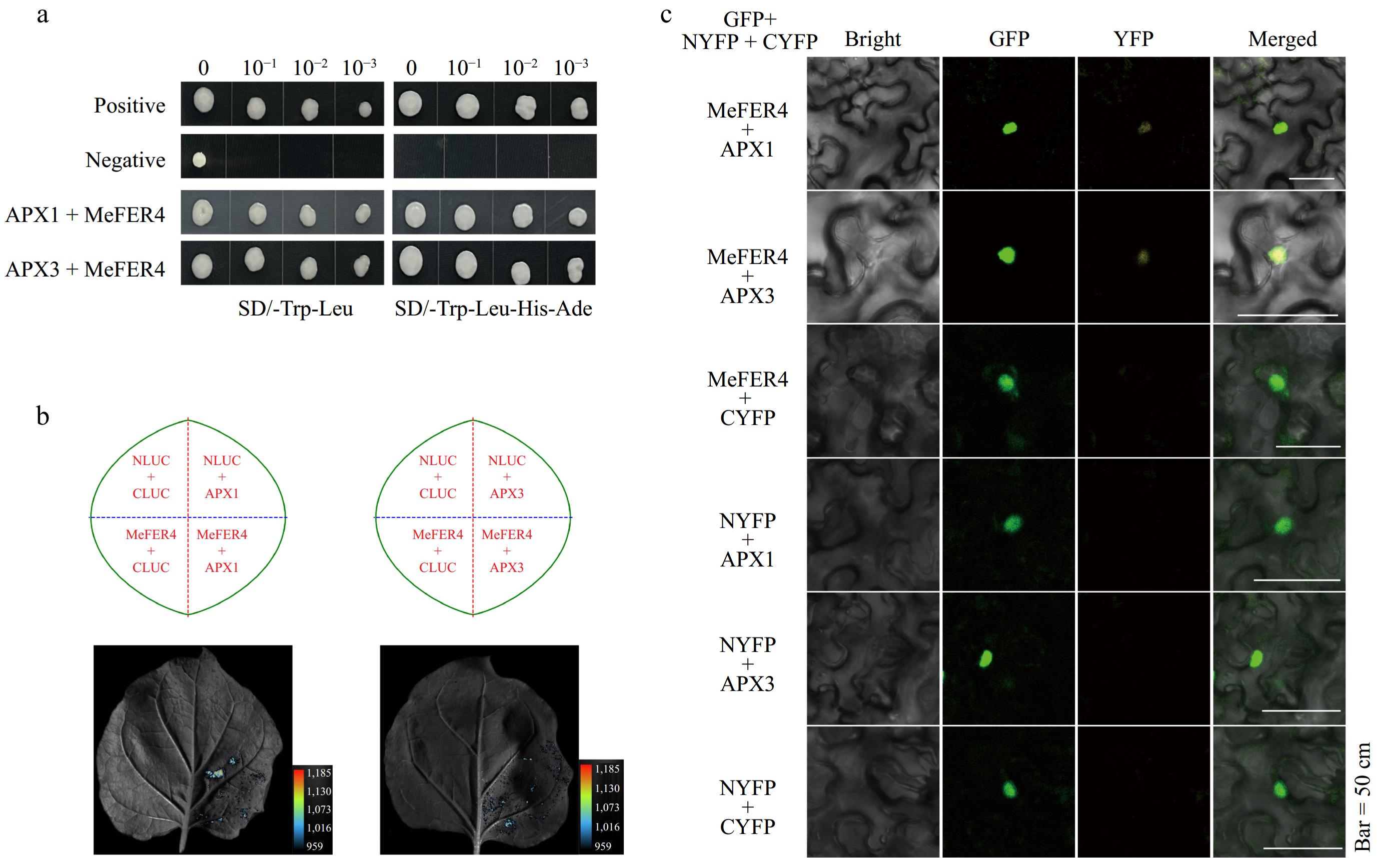 Functional analysis of MeFER4 in regulating ROS homeostasis during ...