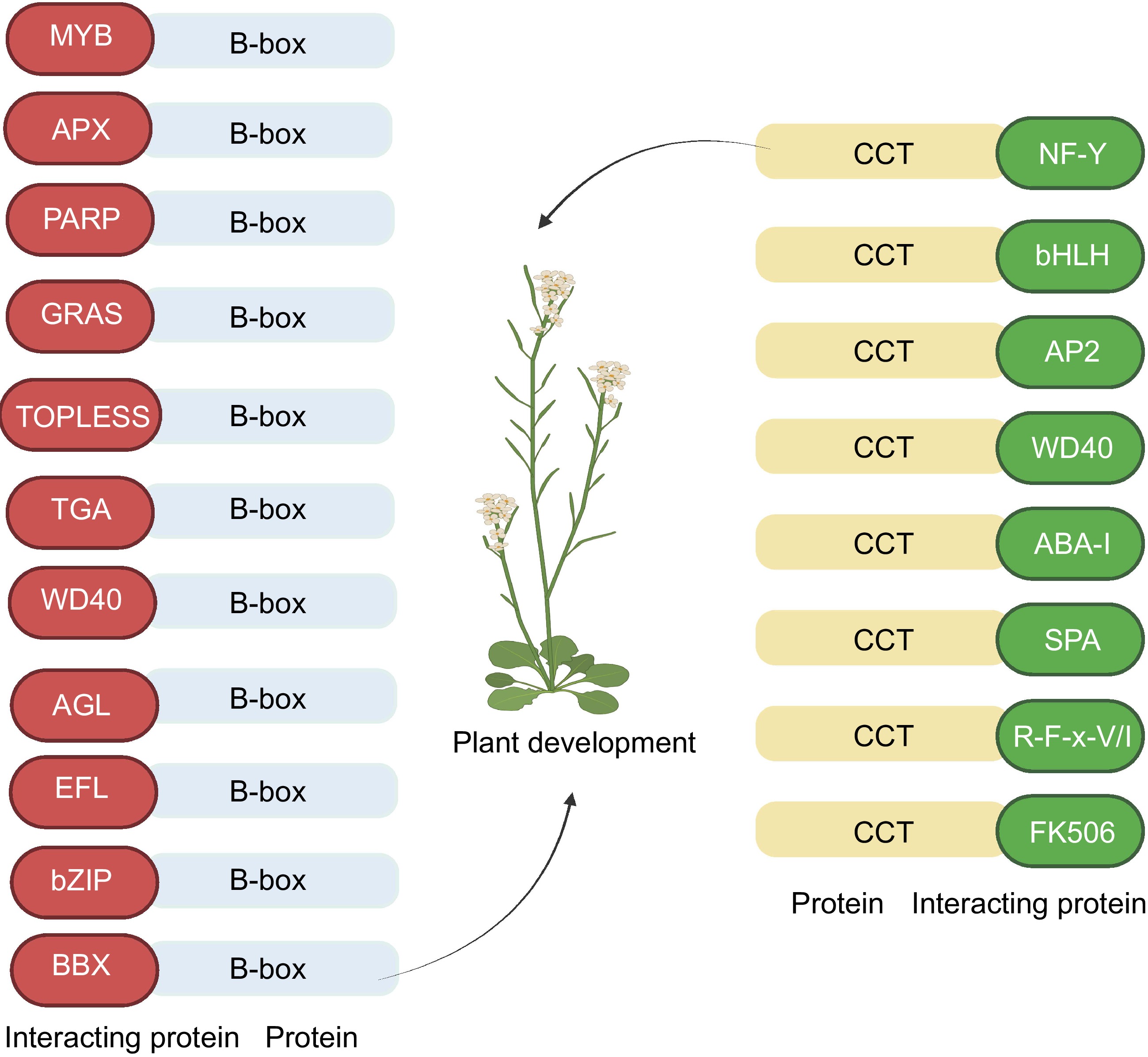 BBX proteins and their multifaceted roles in floral regulation
