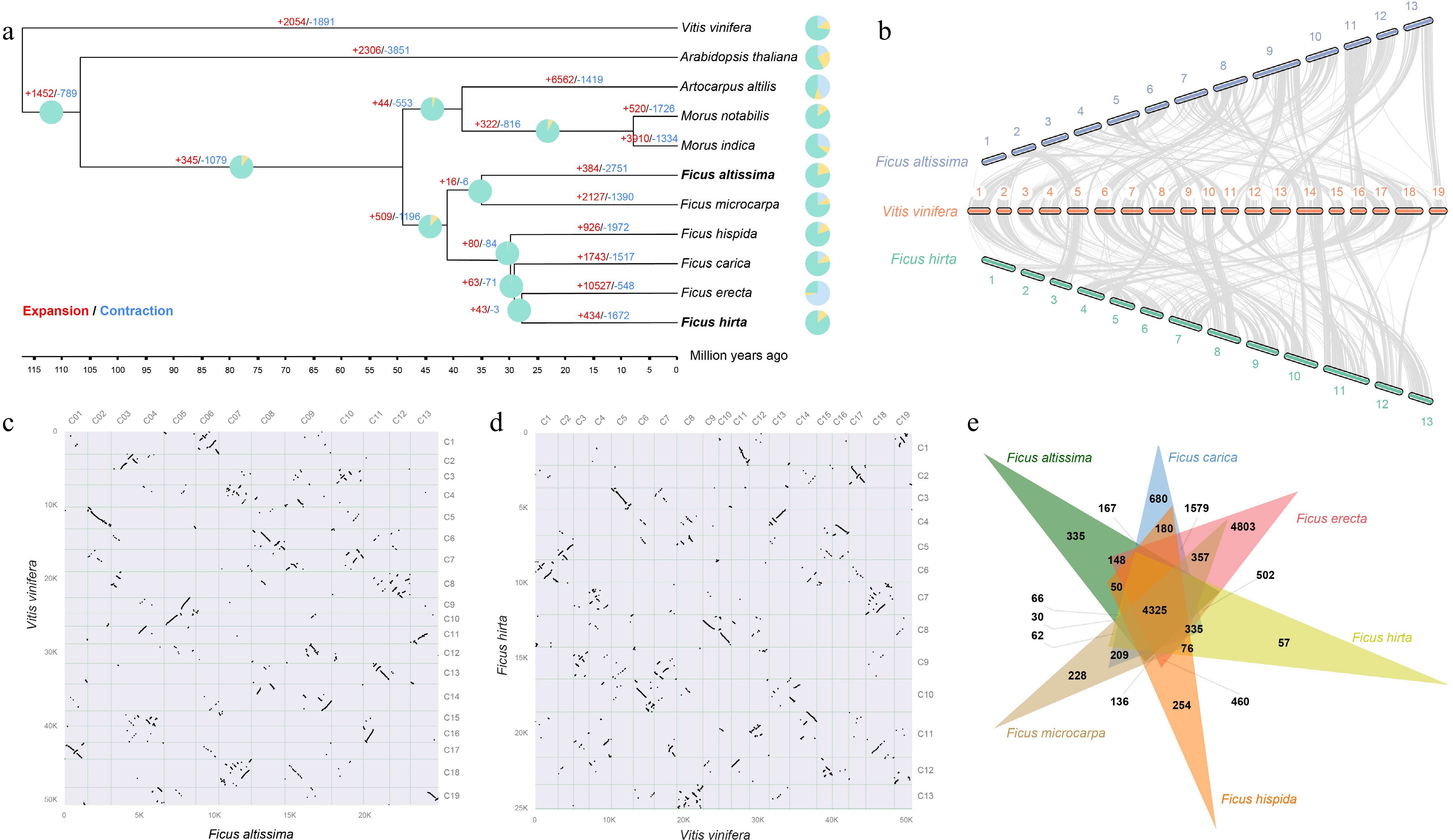 Genomic and metabolomic analysis of Ficus altissima and Ficus hirta ...