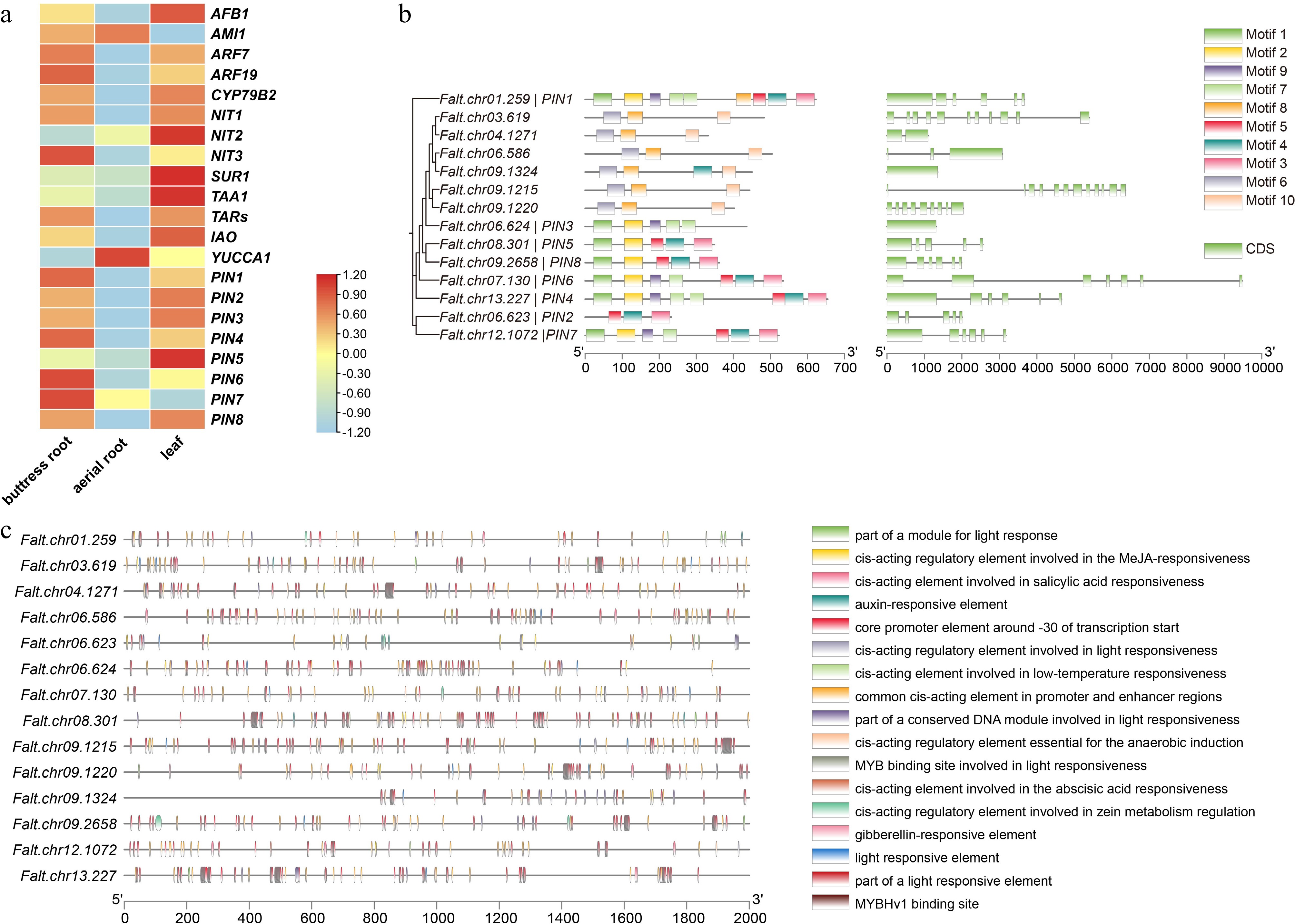 Genomic and metabolomic analysis of Ficus altissima and Ficus hirta ...