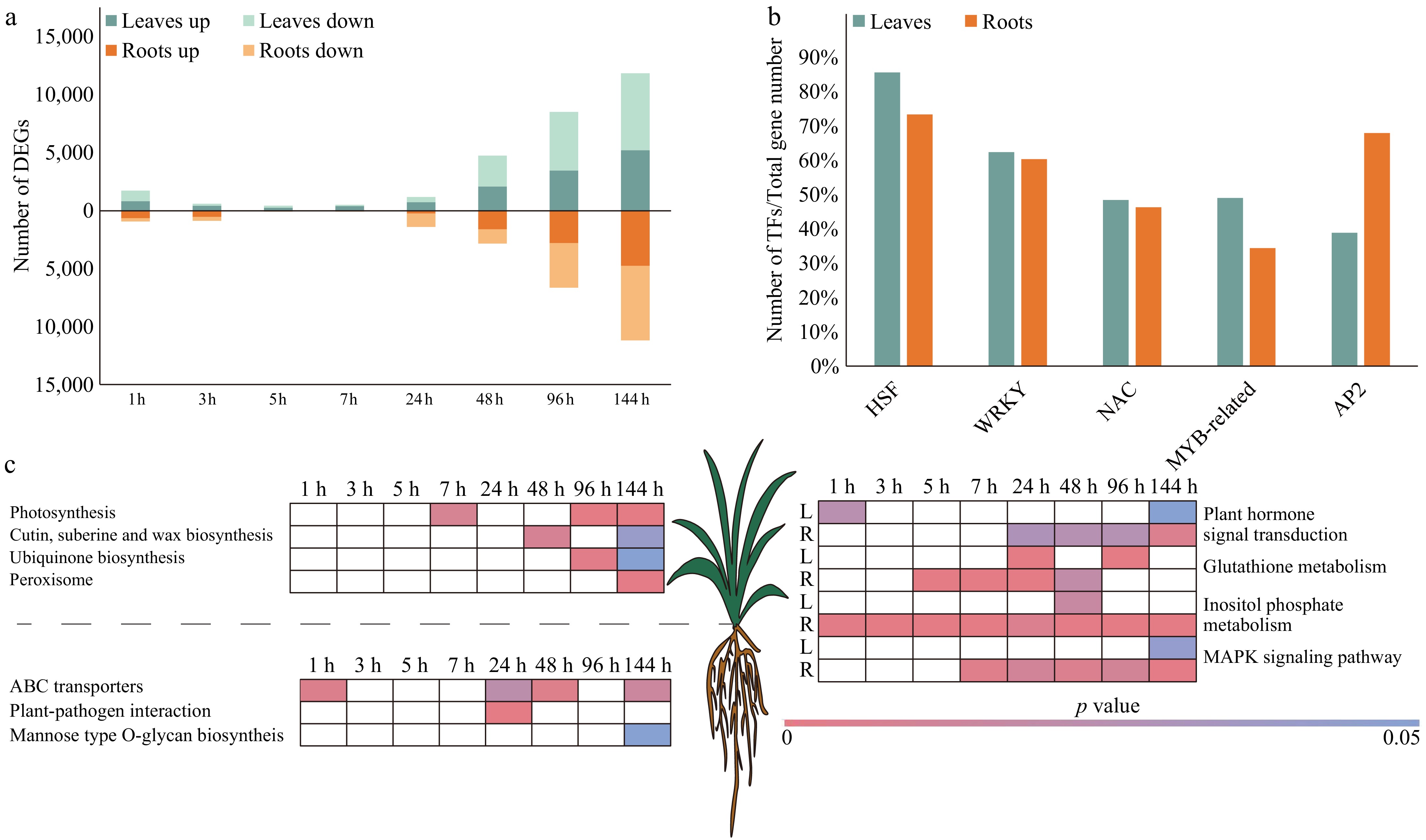 The transcriptional dynamic landscape map of pearl millet in response ...