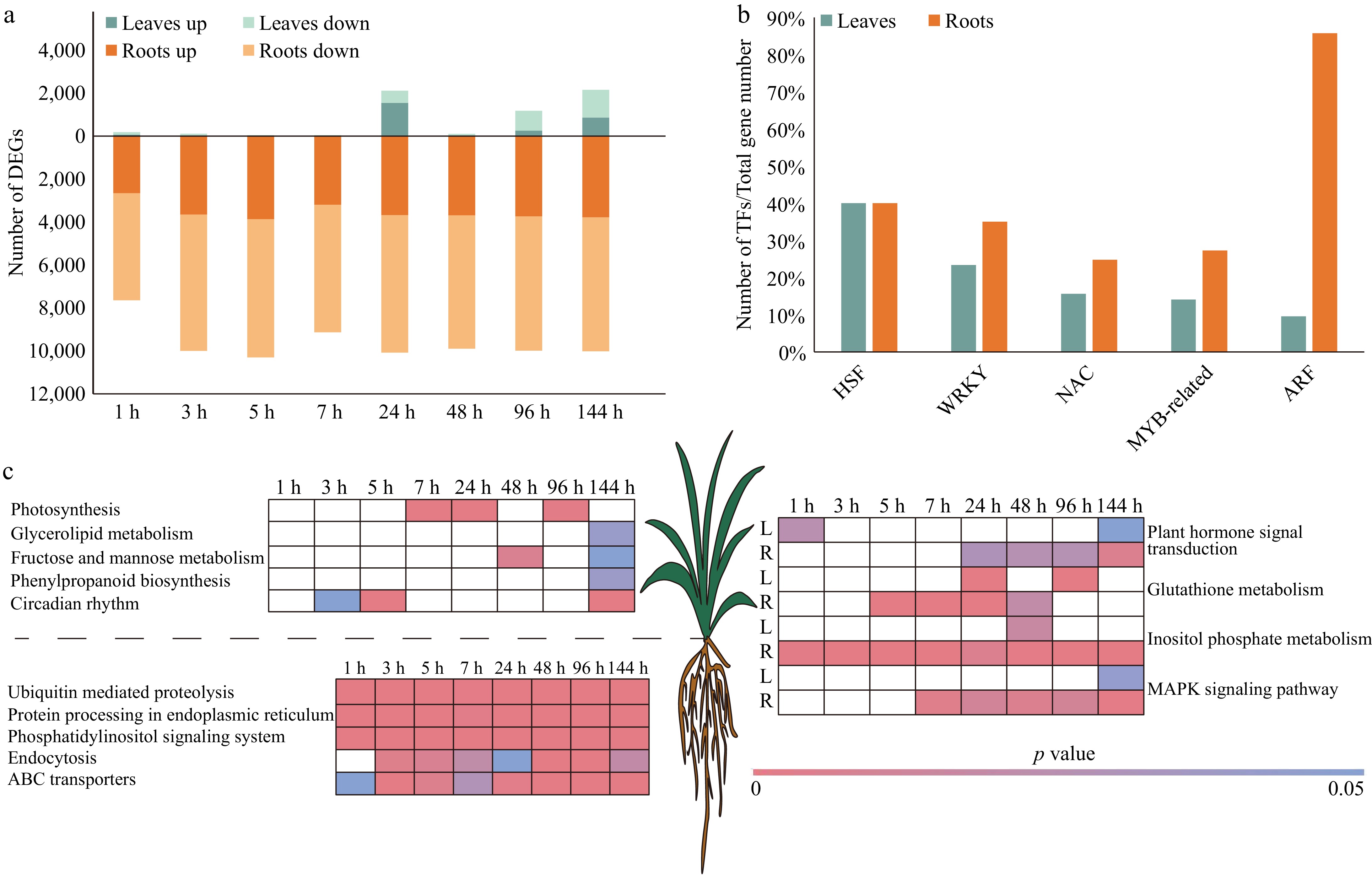 The transcriptional dynamic landscape map of pearl millet in response ...