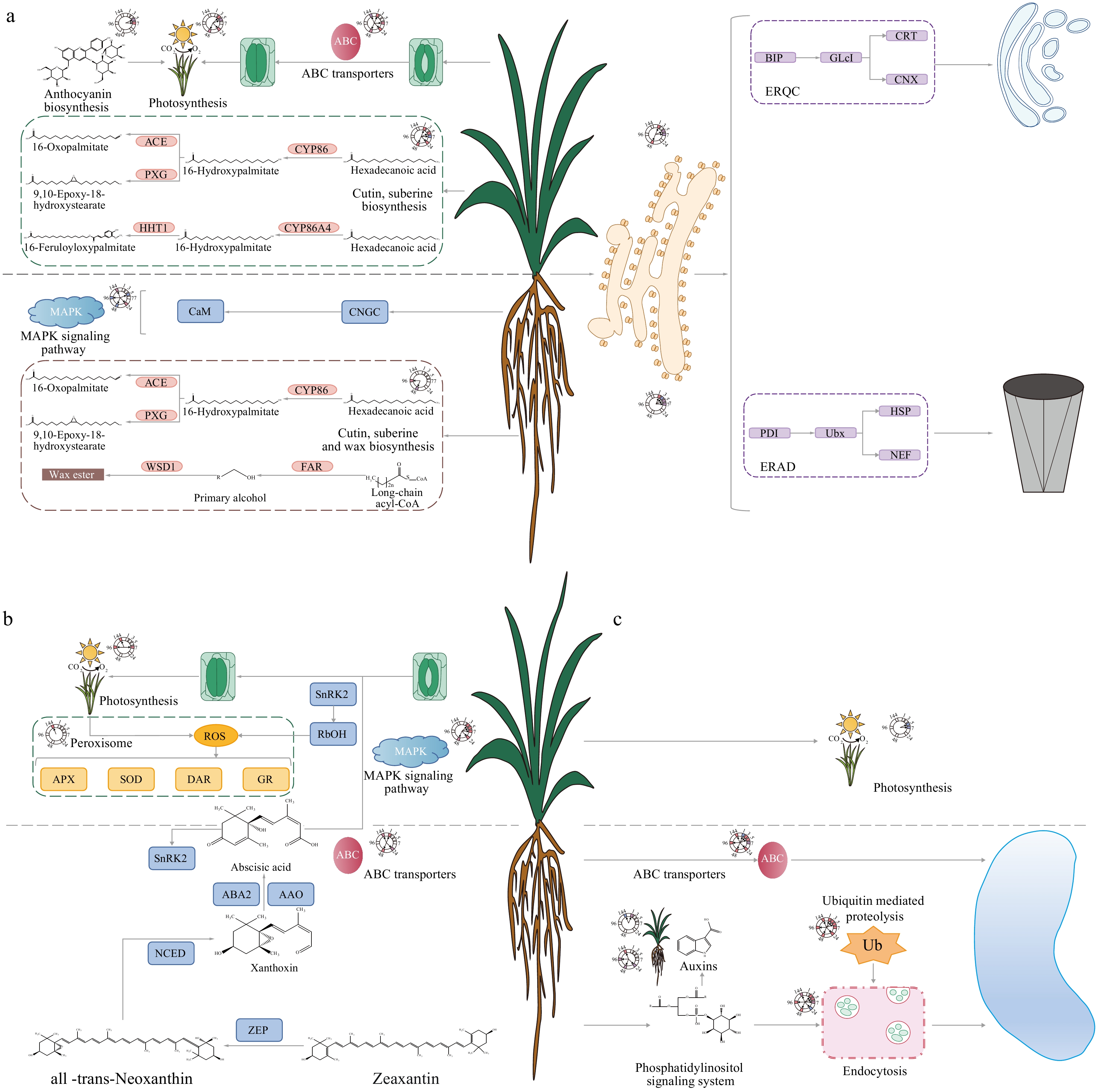 The transcriptional dynamic landscape map of pearl millet in response ...