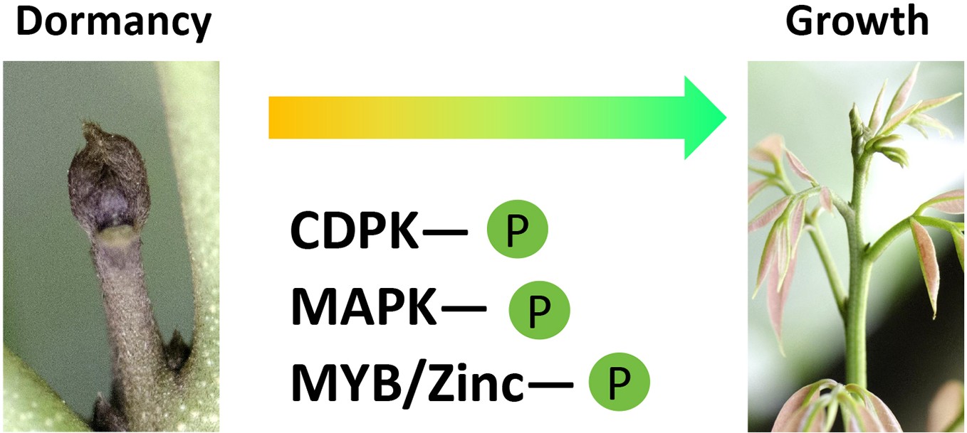 Comparative phosphoproteomics analysis of terminal buds at different ...