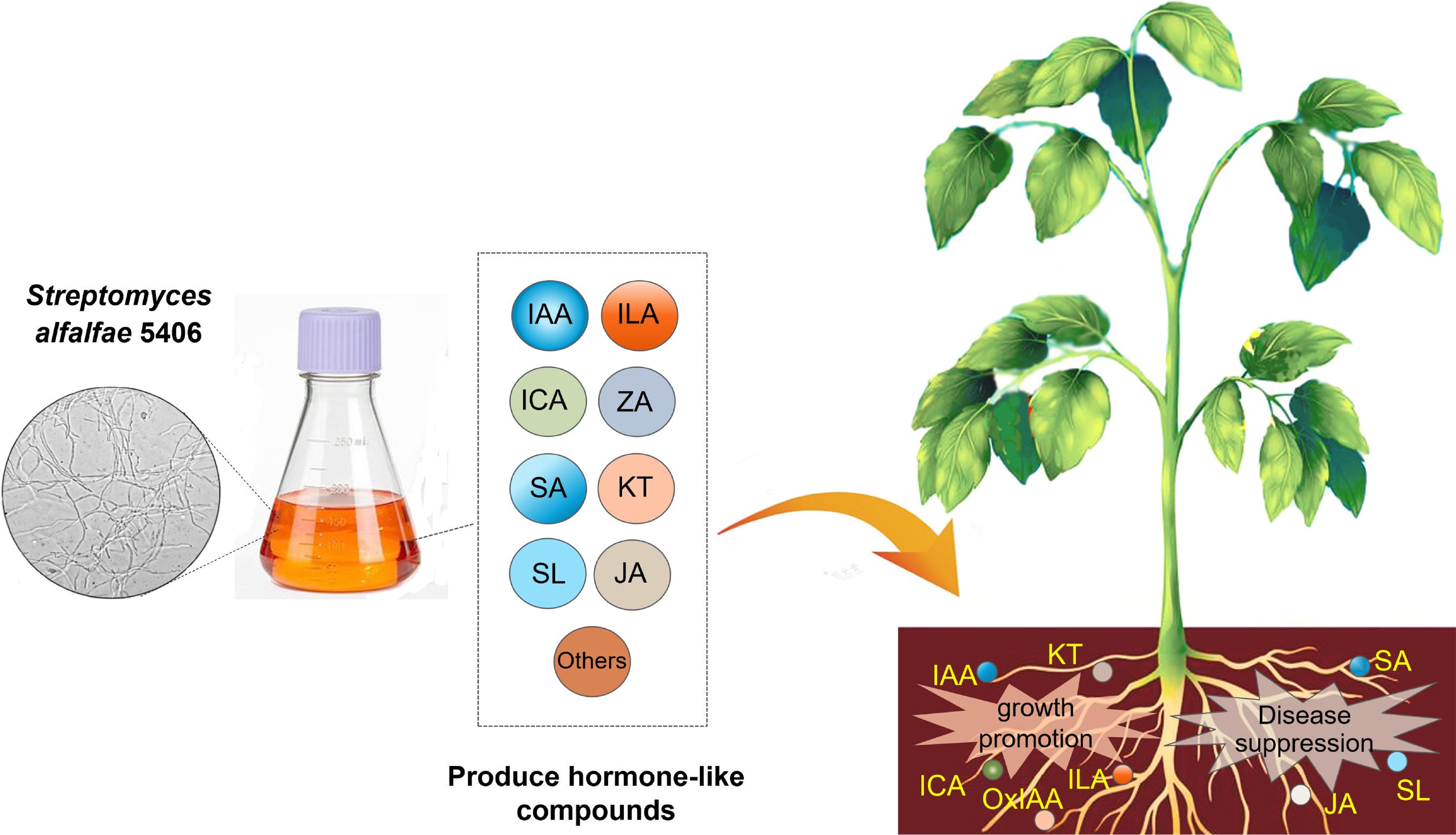 Streptomyces alfalfae 5406 promotes plant growth and enhances disease ...