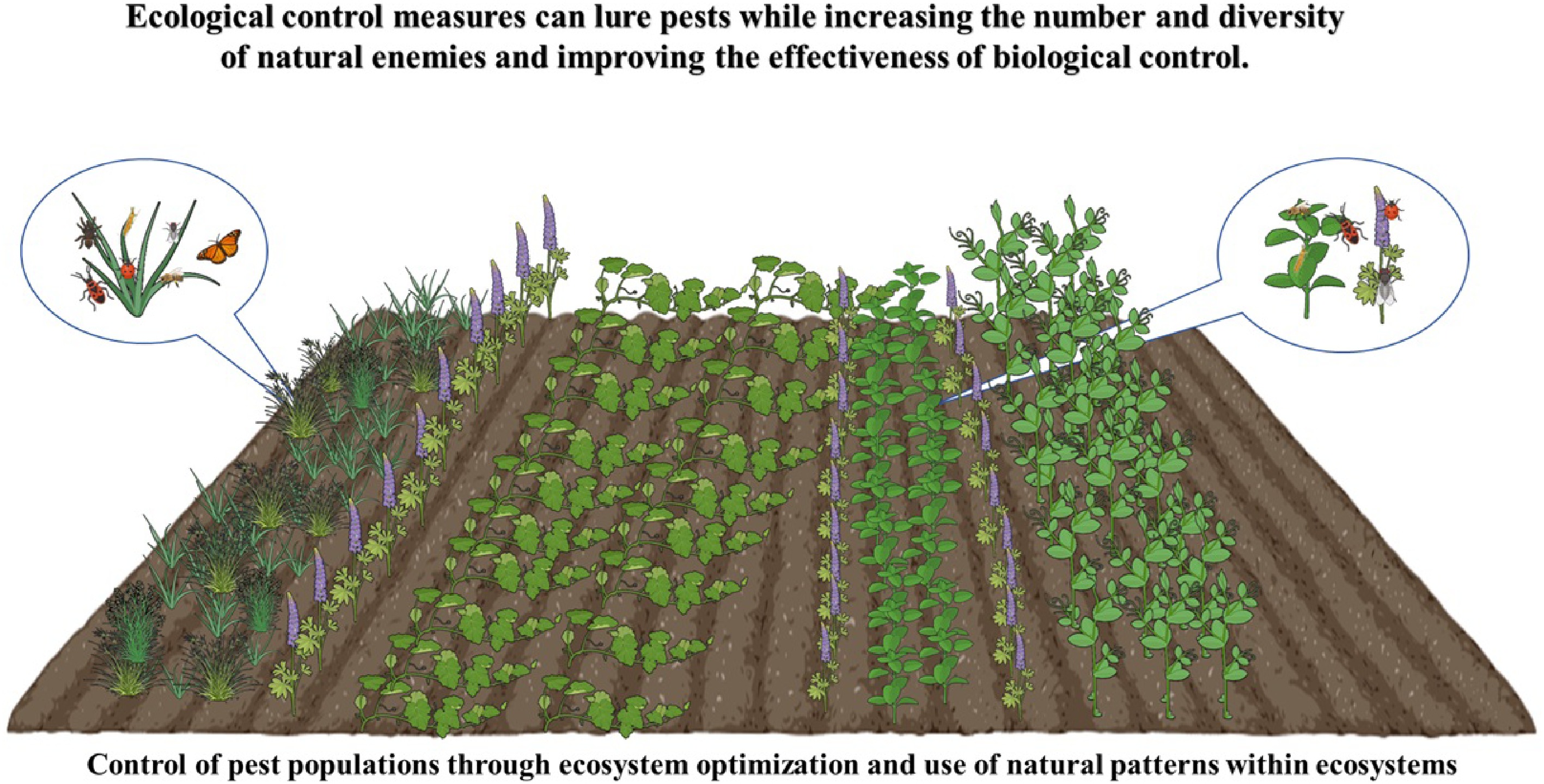 Sustainable development of Hainan's melon and vegetable industry new ...