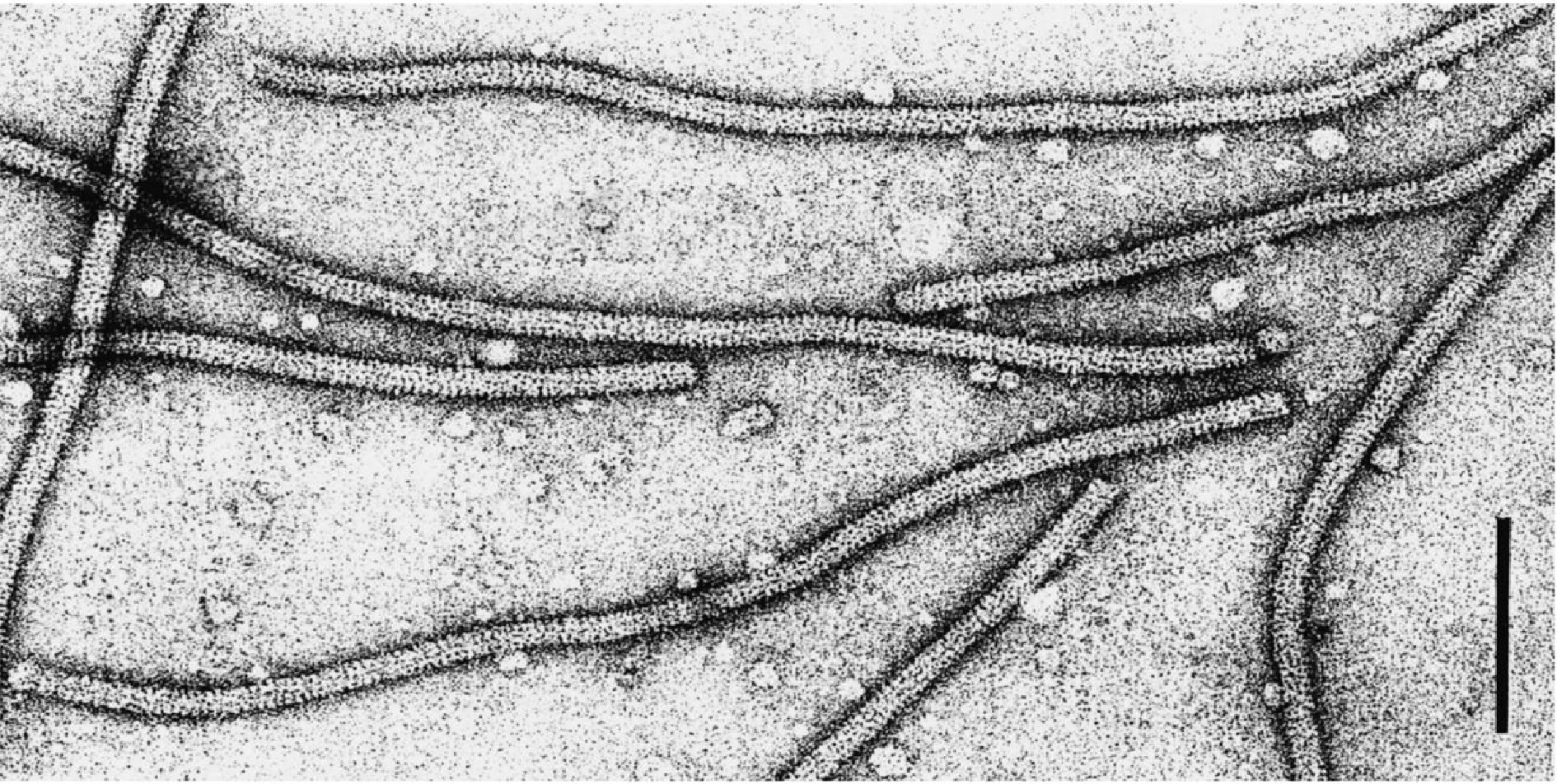 Cassava common mosaic virus (CsCMV) recent advances and future directions