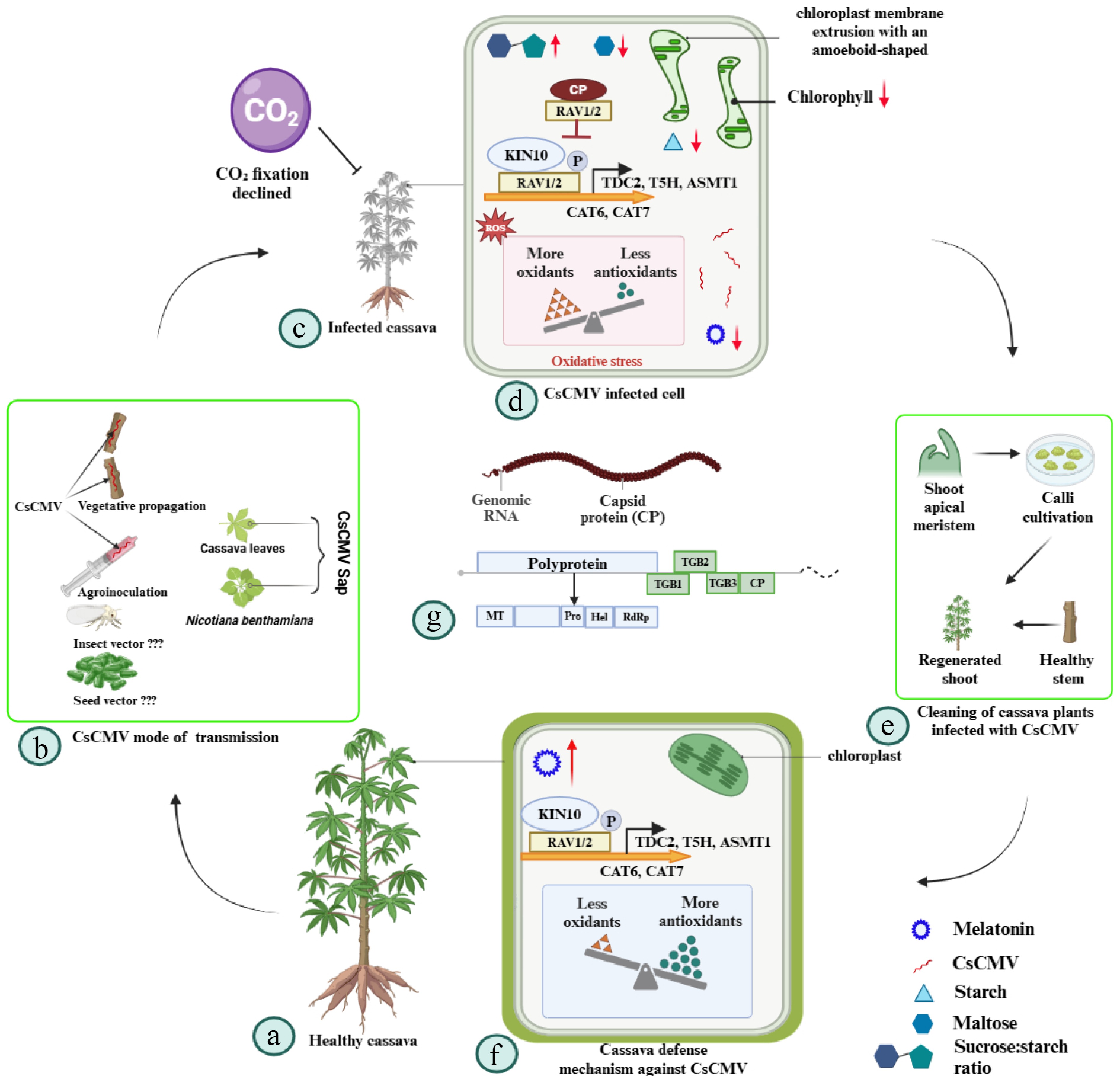 Cassava common mosaic virus (CsCMV) recent advances and future directions