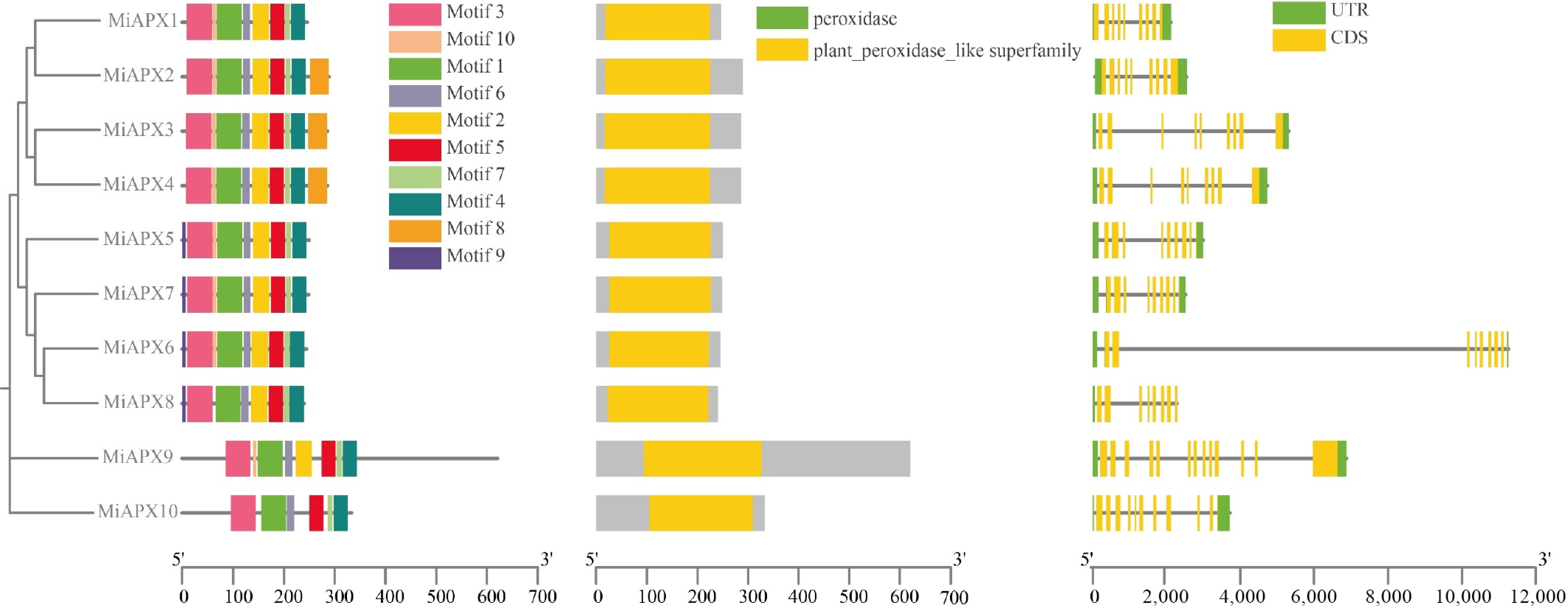 Genome-wide identification and expression analysis of the ascorbate ...