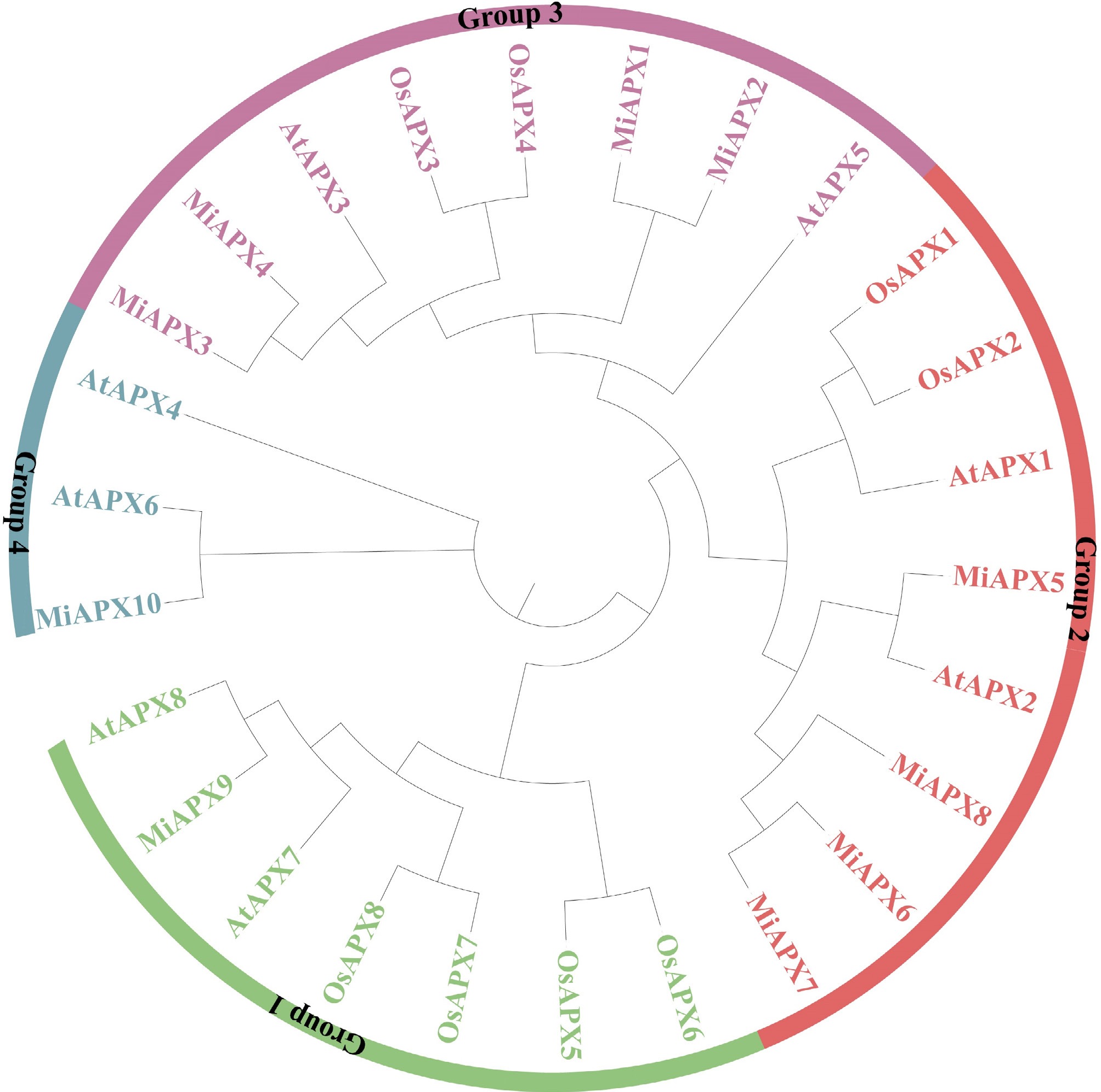 Genome-wide identification and expression analysis of the ascorbate ...