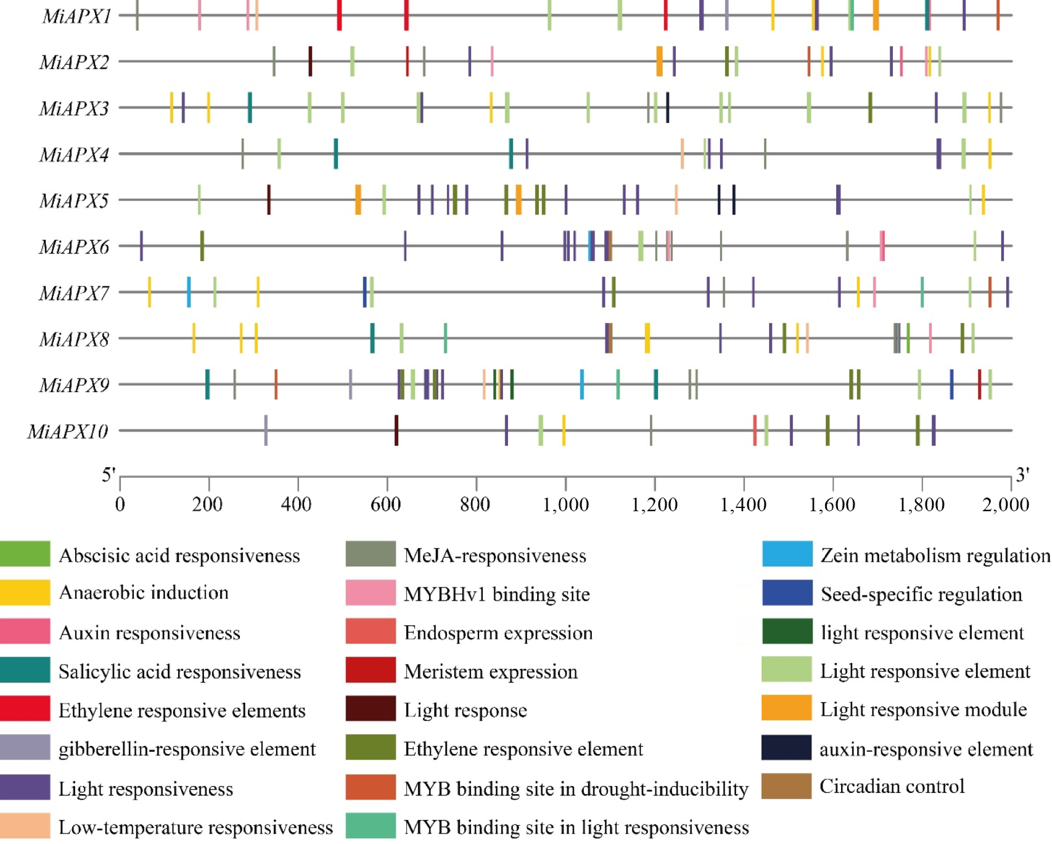 Genome-wide identification and expression analysis of the ascorbate ...