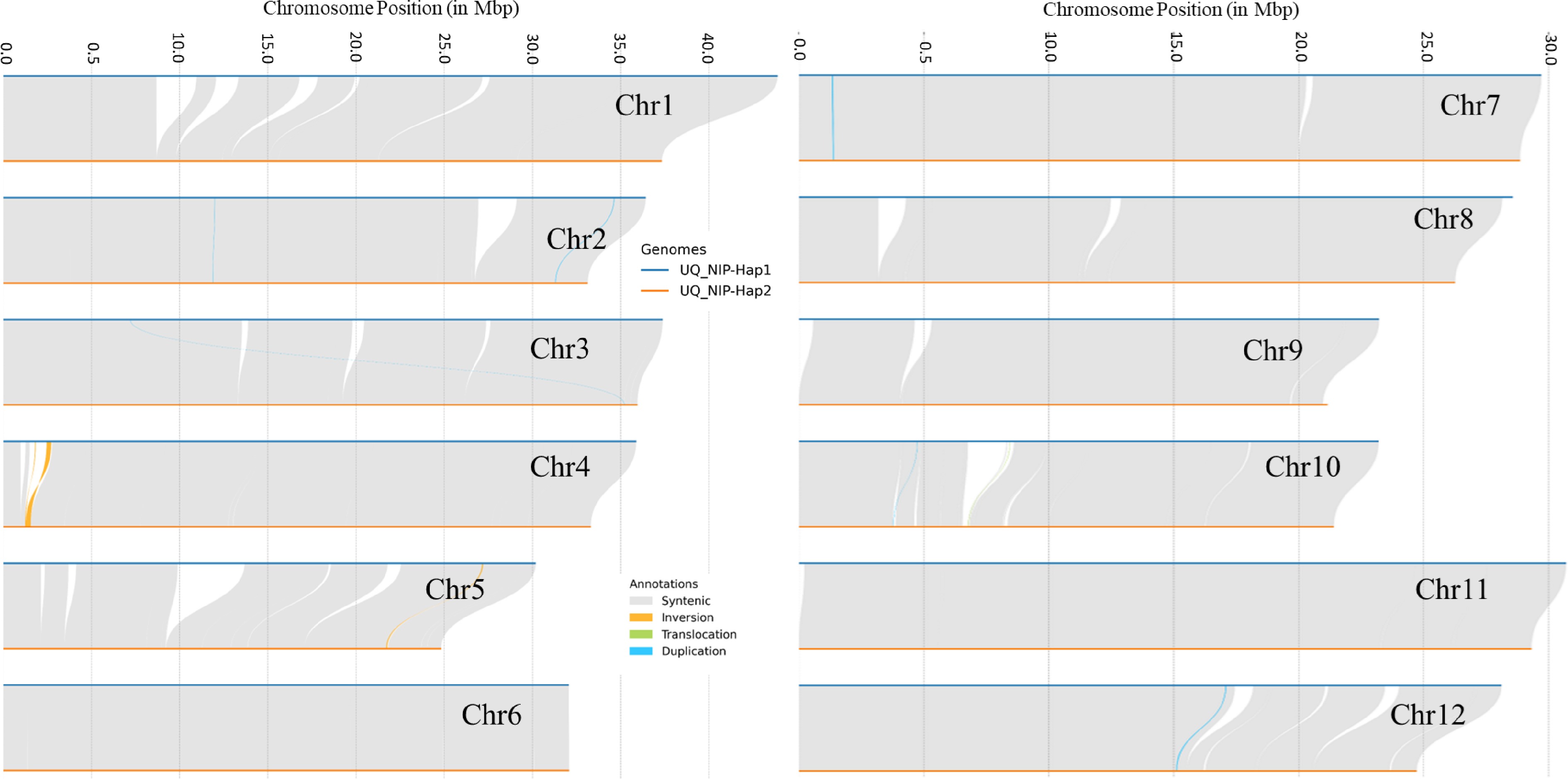 An improved haplotype resolved genome reveals more rice genes