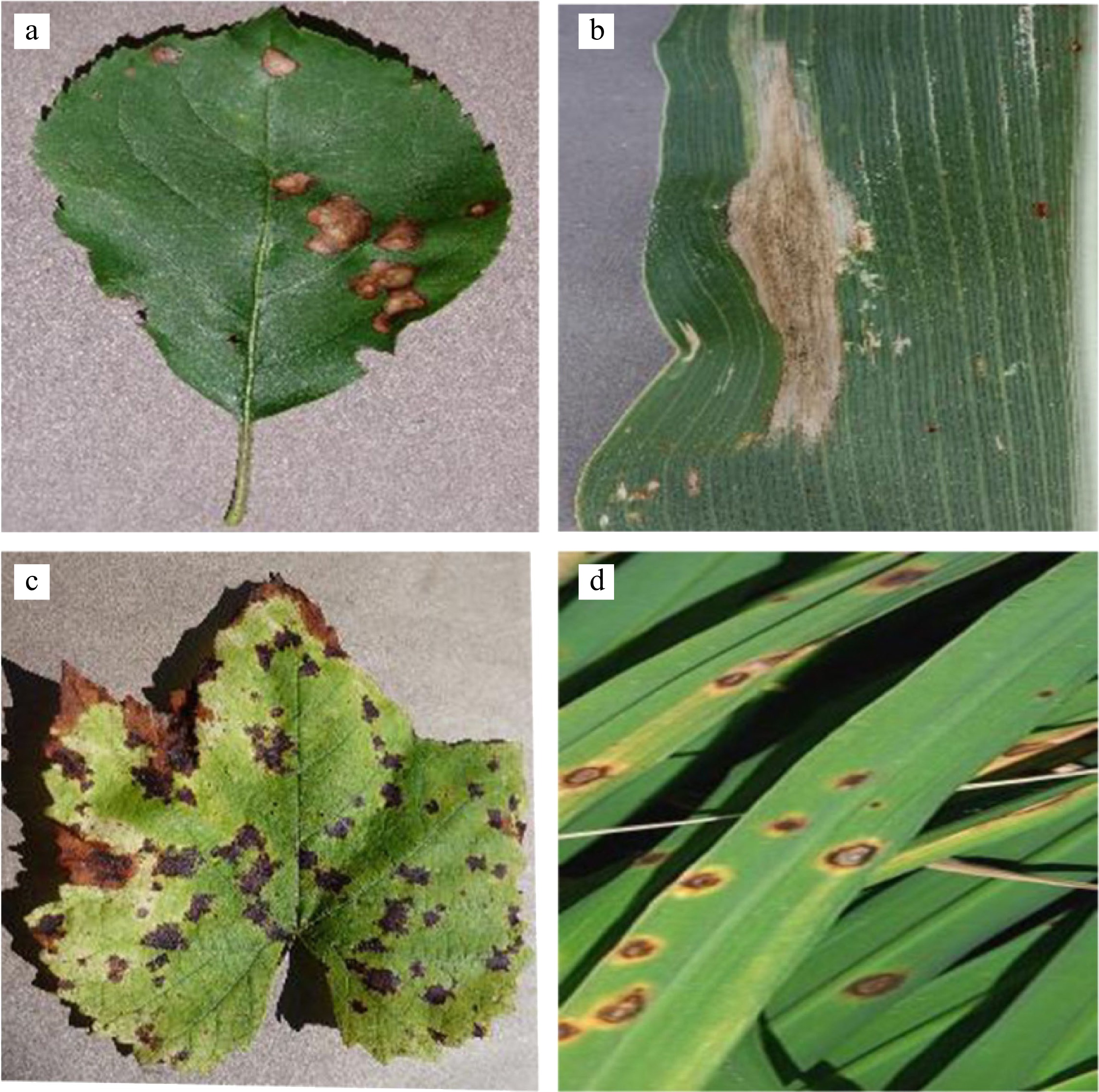 Deep learning in tropical leaf disease detection advantages and ...