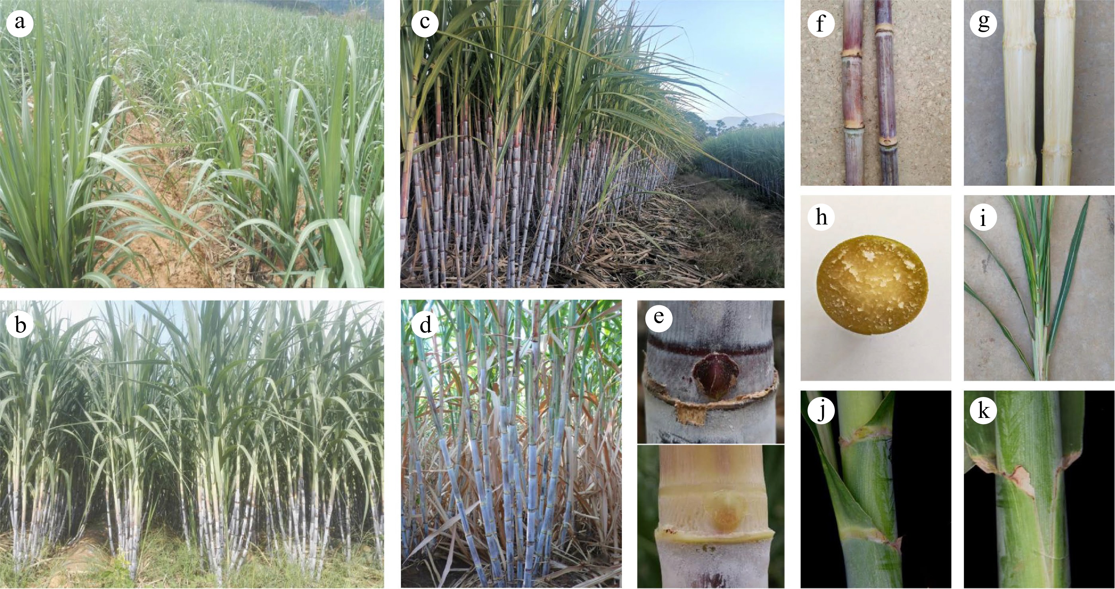 Sugarcane variety YZ05-51 with high yield and strong resistance ...