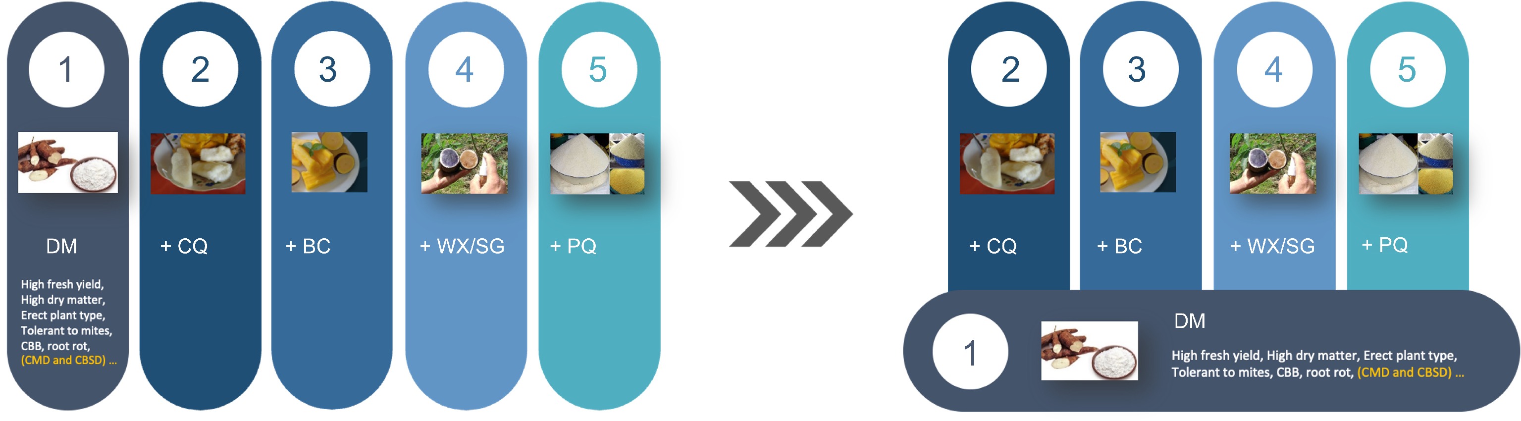 Towards transforming cassava breeding harnessing inbred-parent-based ...
