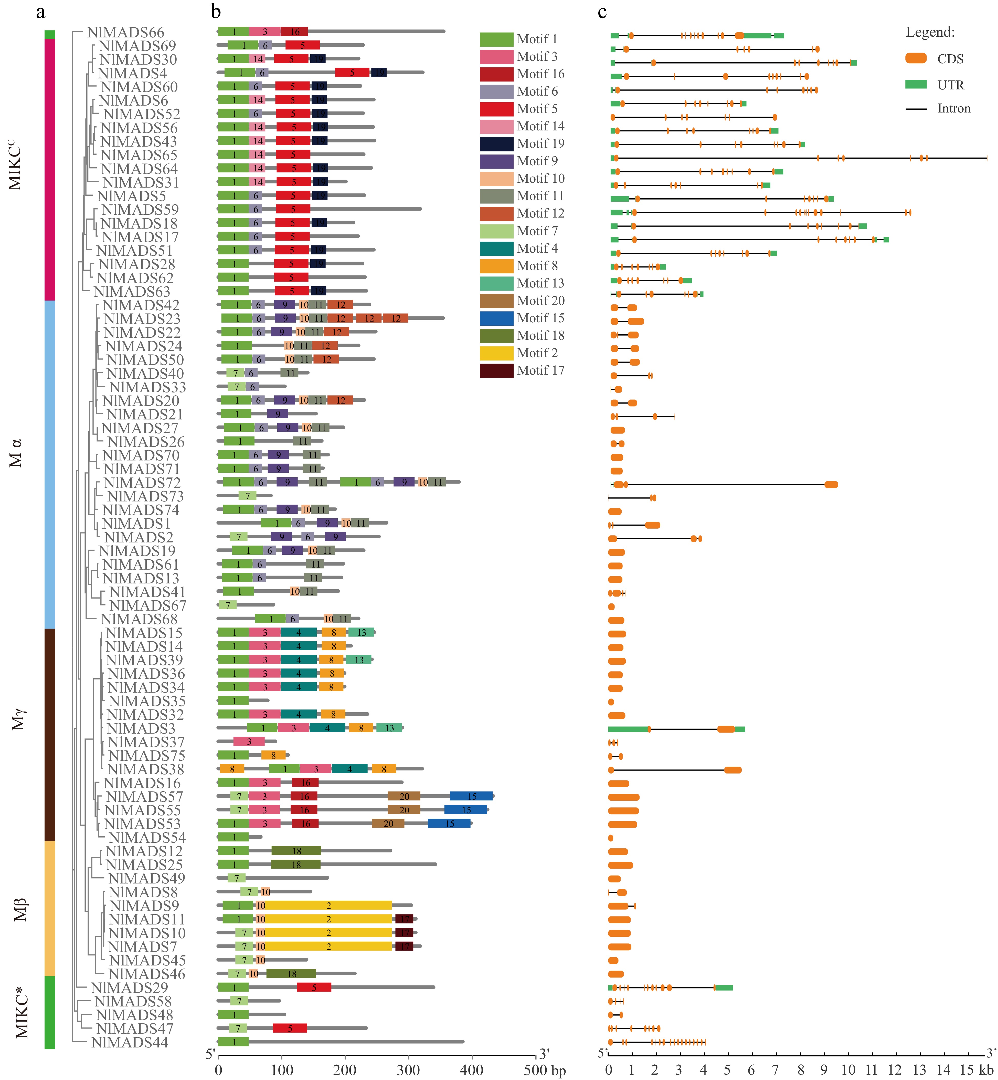Genome-wide identification, characterization, evolution, and expression pattern analyses of MADS ...