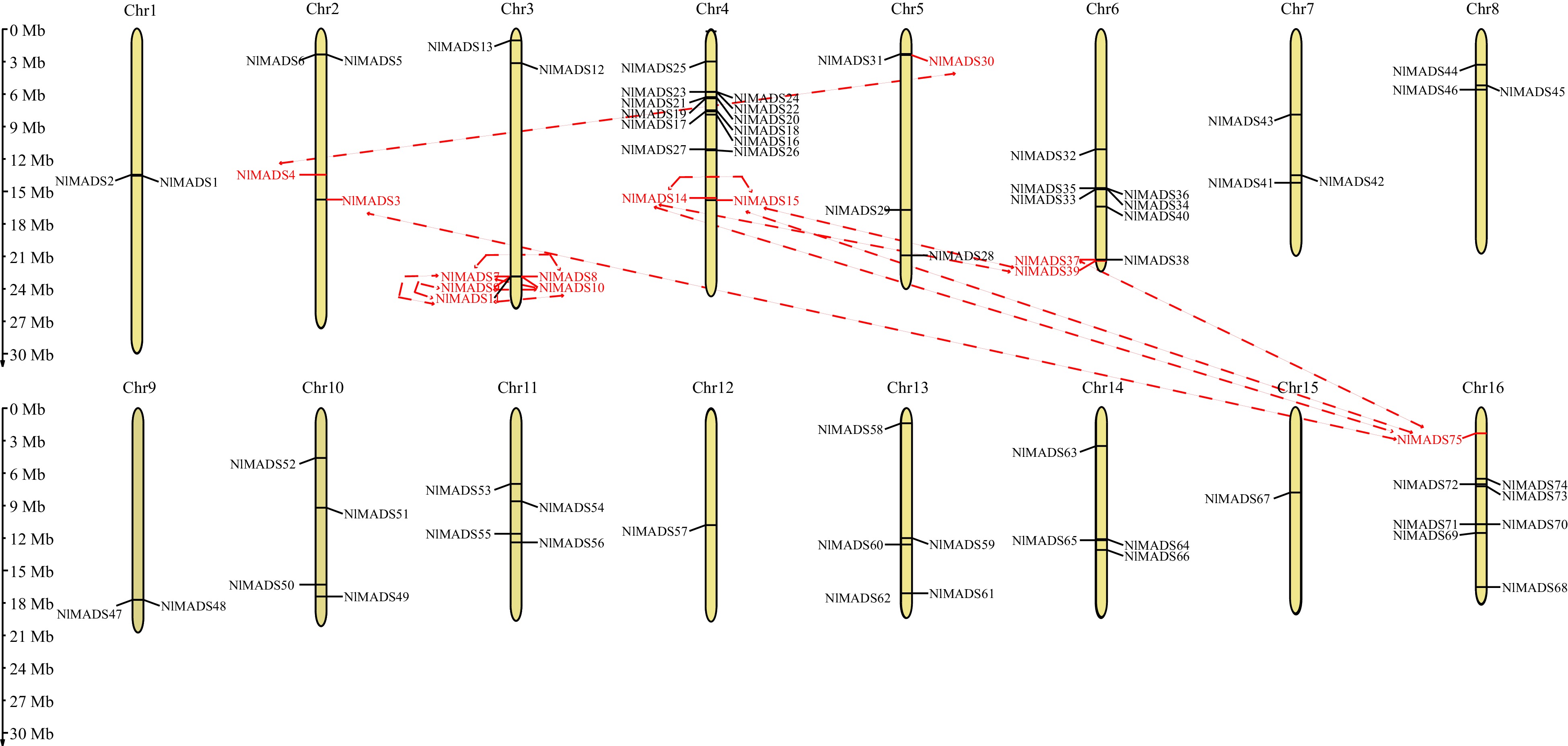 Genome-wide identification, characterization, evolution, and expression pattern analyses of MADS ...