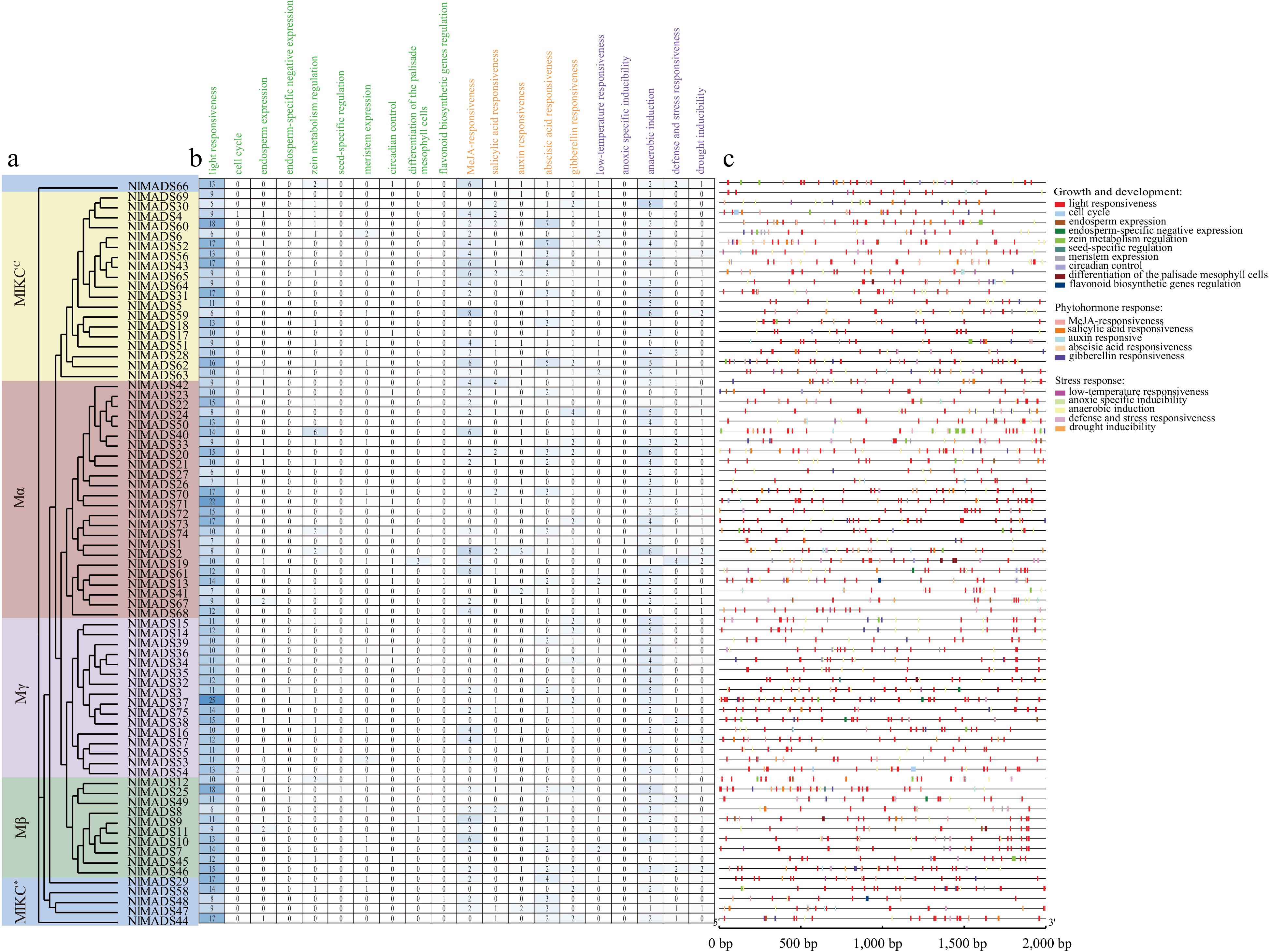 Genome-wide identification, characterization, evolution, and expression pattern analyses of MADS ...