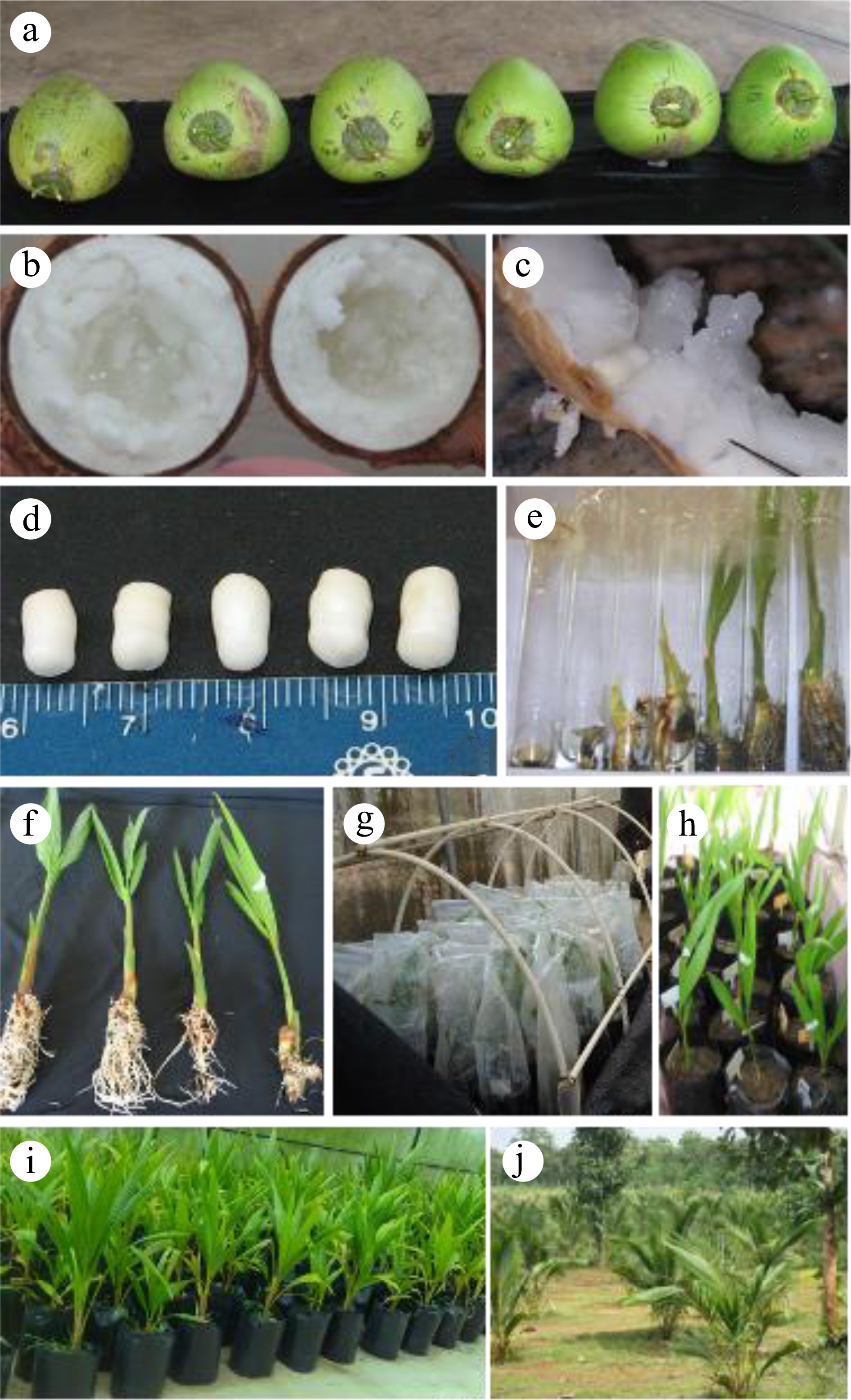 The Prospects and Challenges of Elite Coconut Varieties in China: A ...