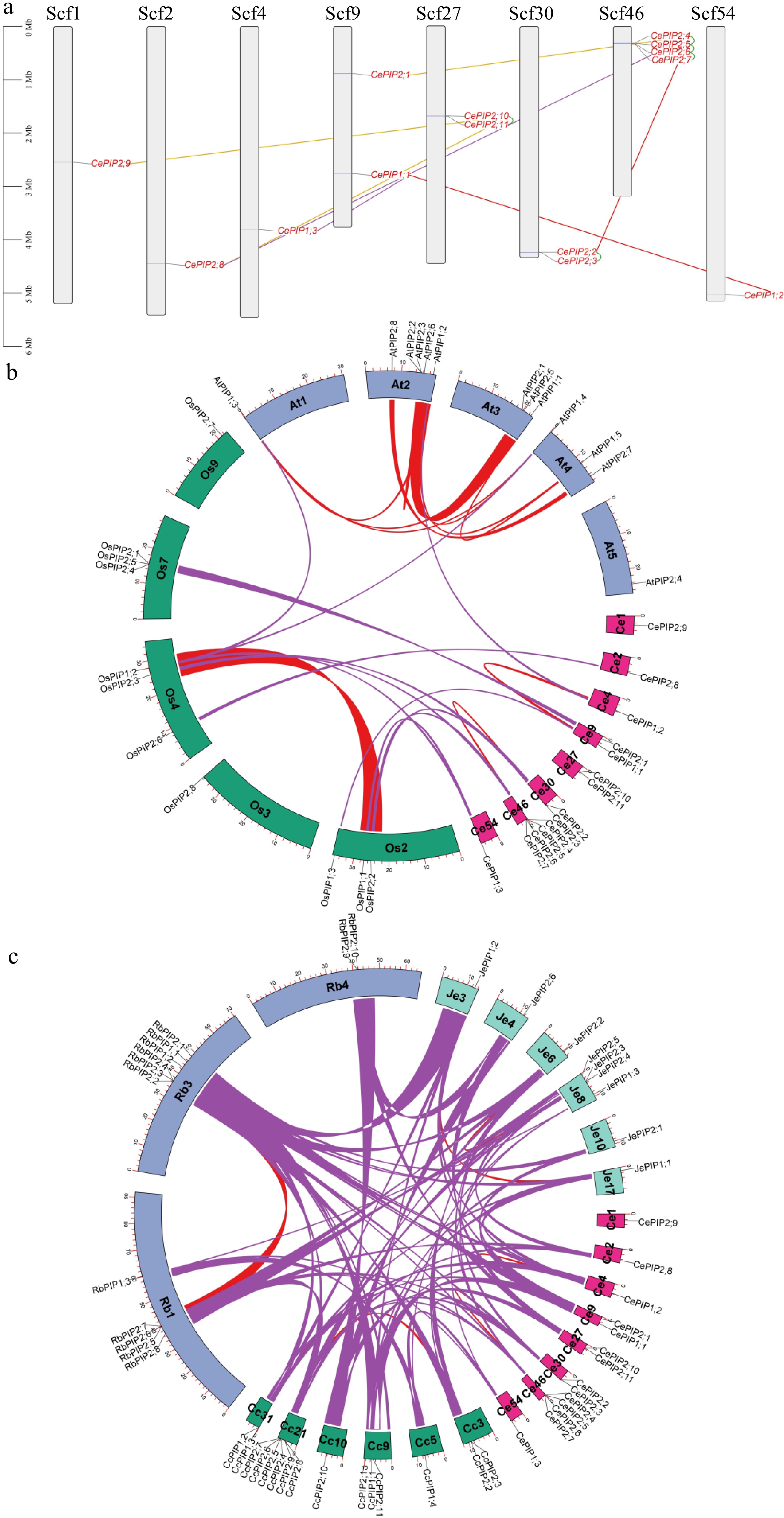 Molecular insights into PIP aquaporins in tigernut ( Cyperus esculentus ...