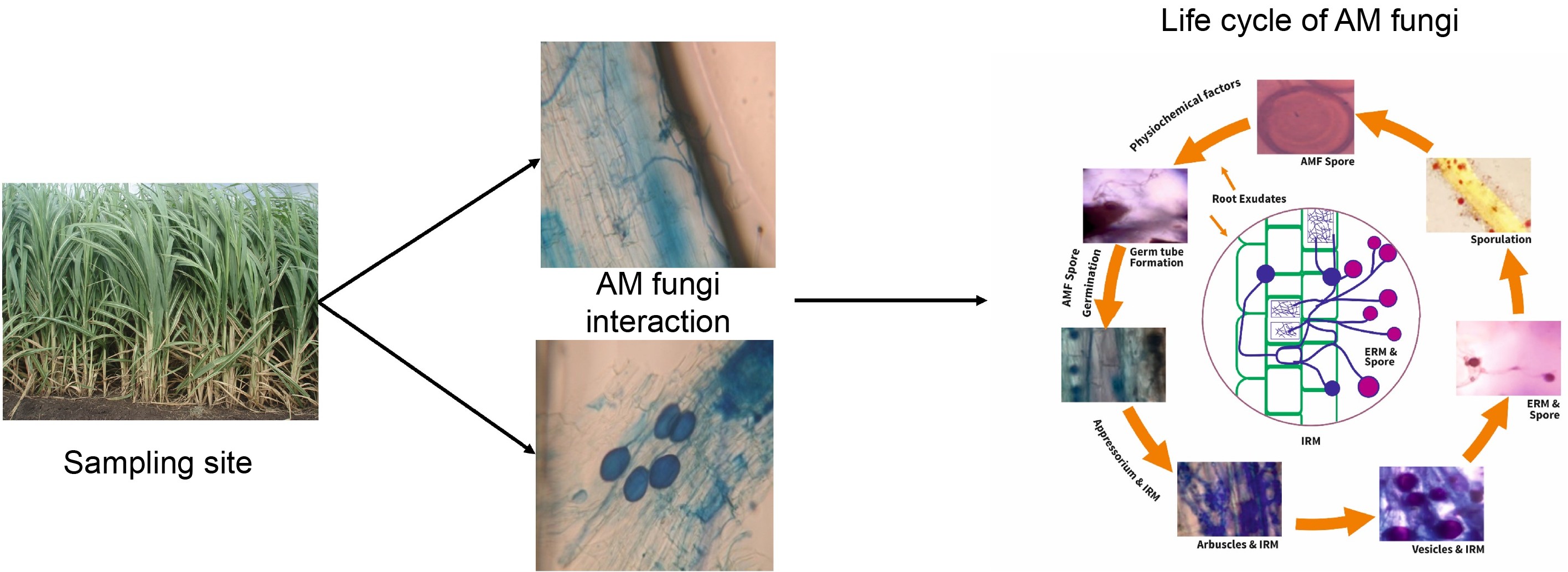 Occurrence and interactions of arbuscular mycorrhizal fungi ...