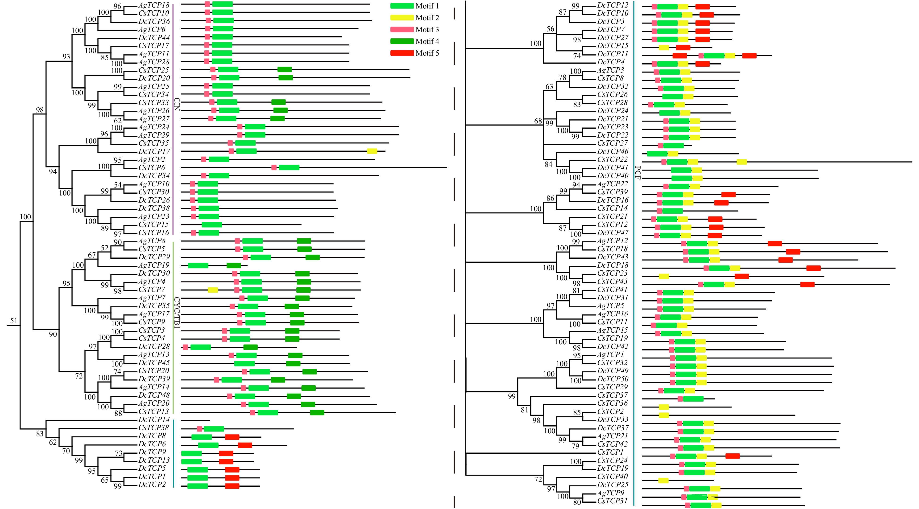 Comparative analysis of the TCP gene family in celery, coriander and ...
