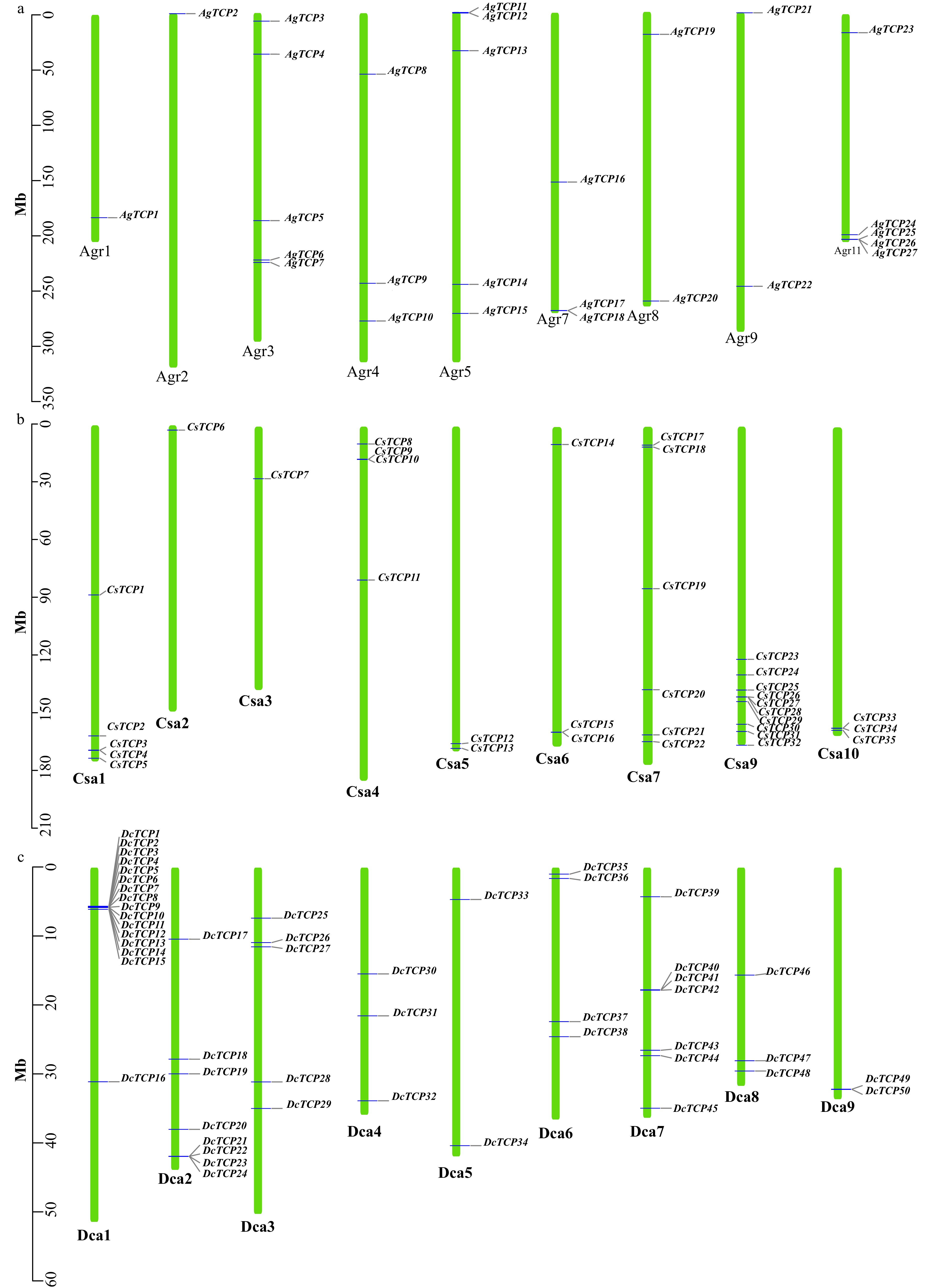Comparative analysis of the TCP gene family in celery, coriander and ...