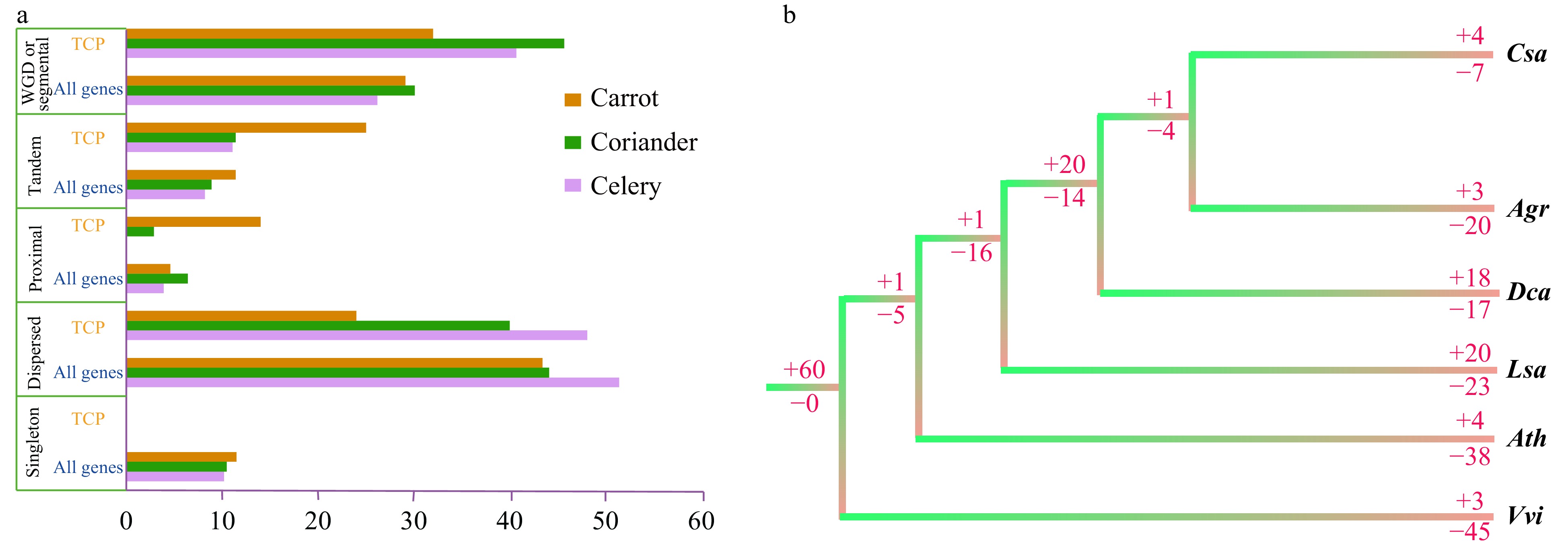 Comparative analysis of the TCP gene family in celery, coriander and ...