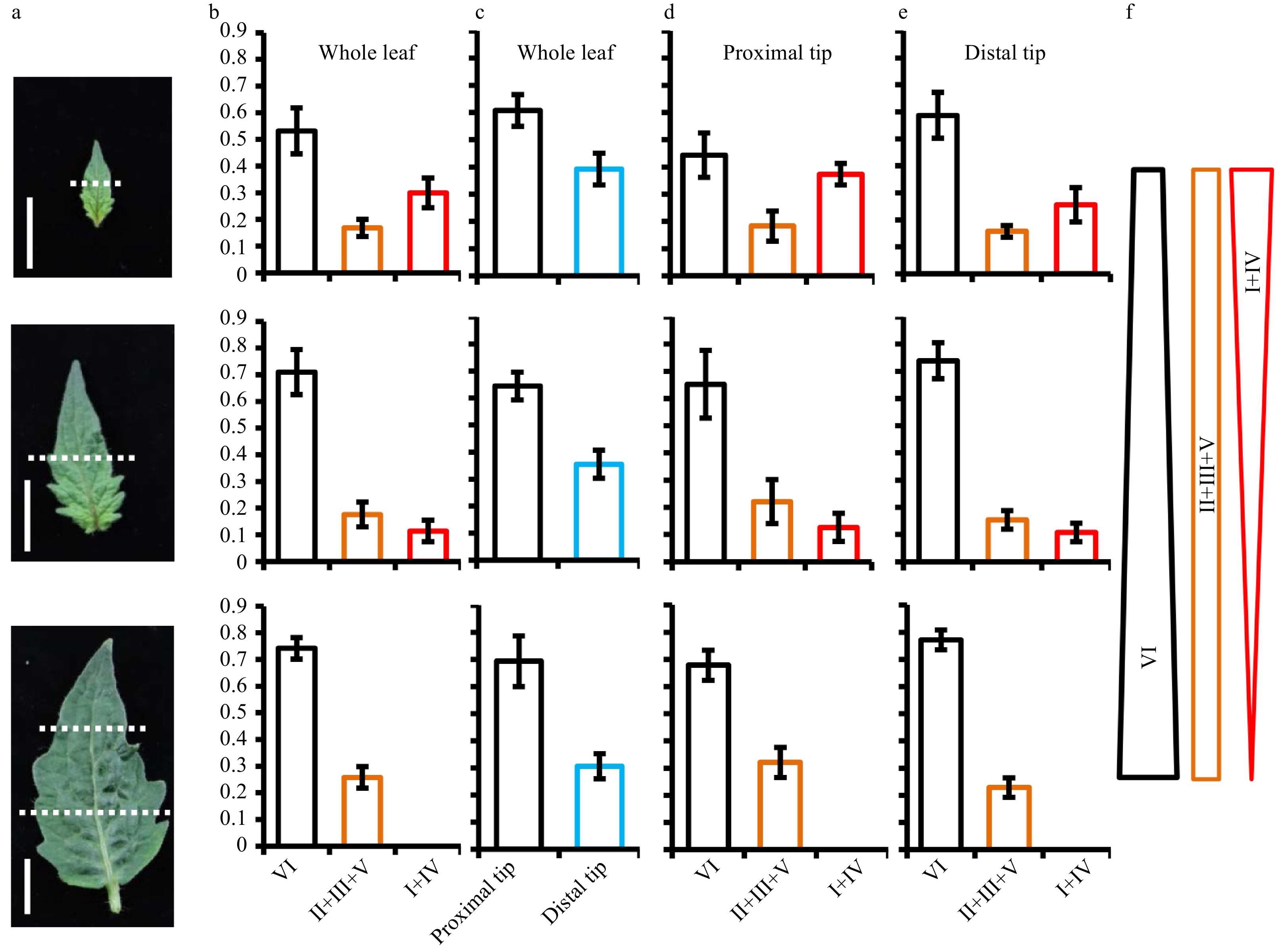 Comprehensive observation of trichome development in Micro-tom tomato