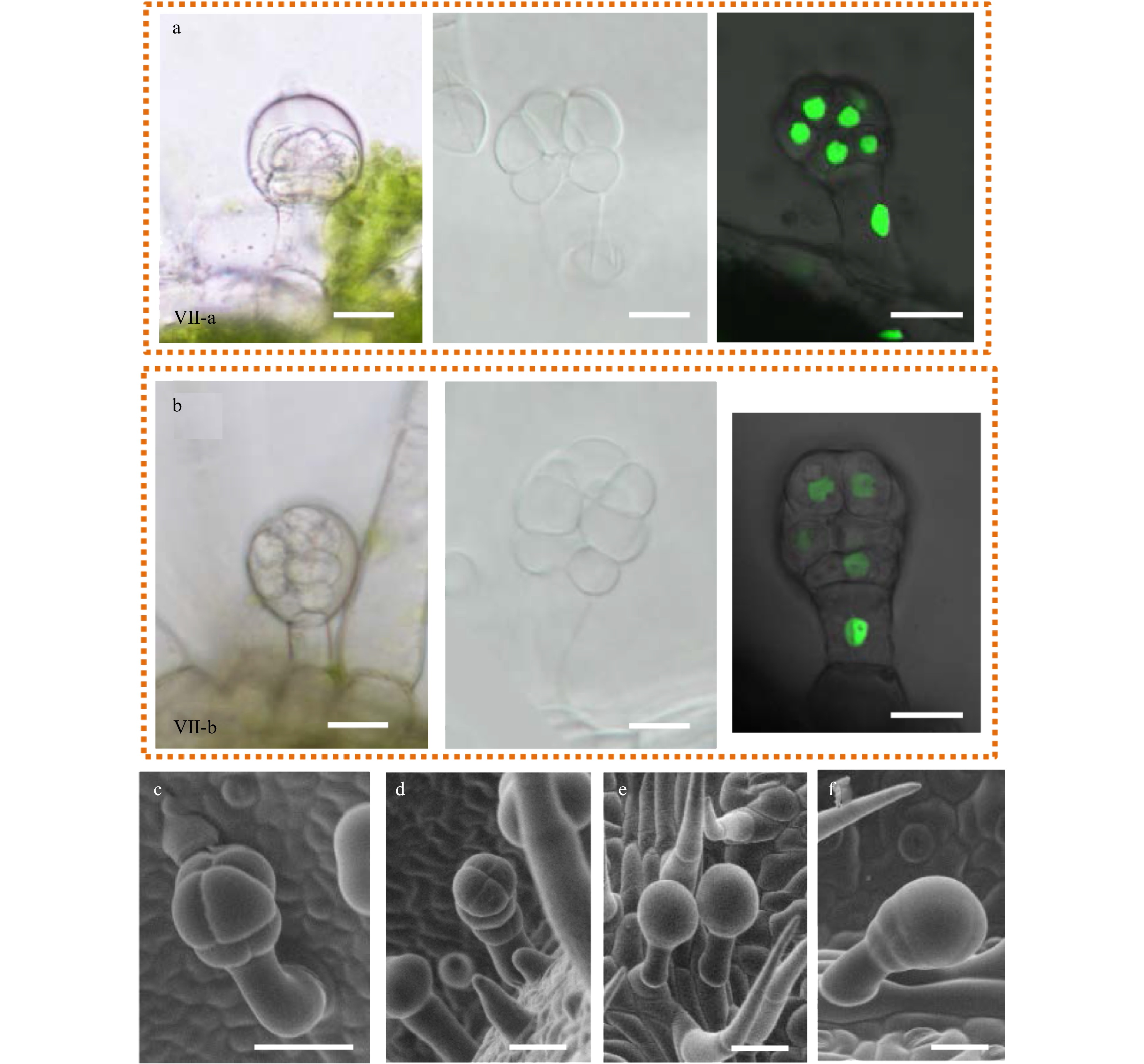 Comprehensive observation of trichome development in Micro-tom tomato