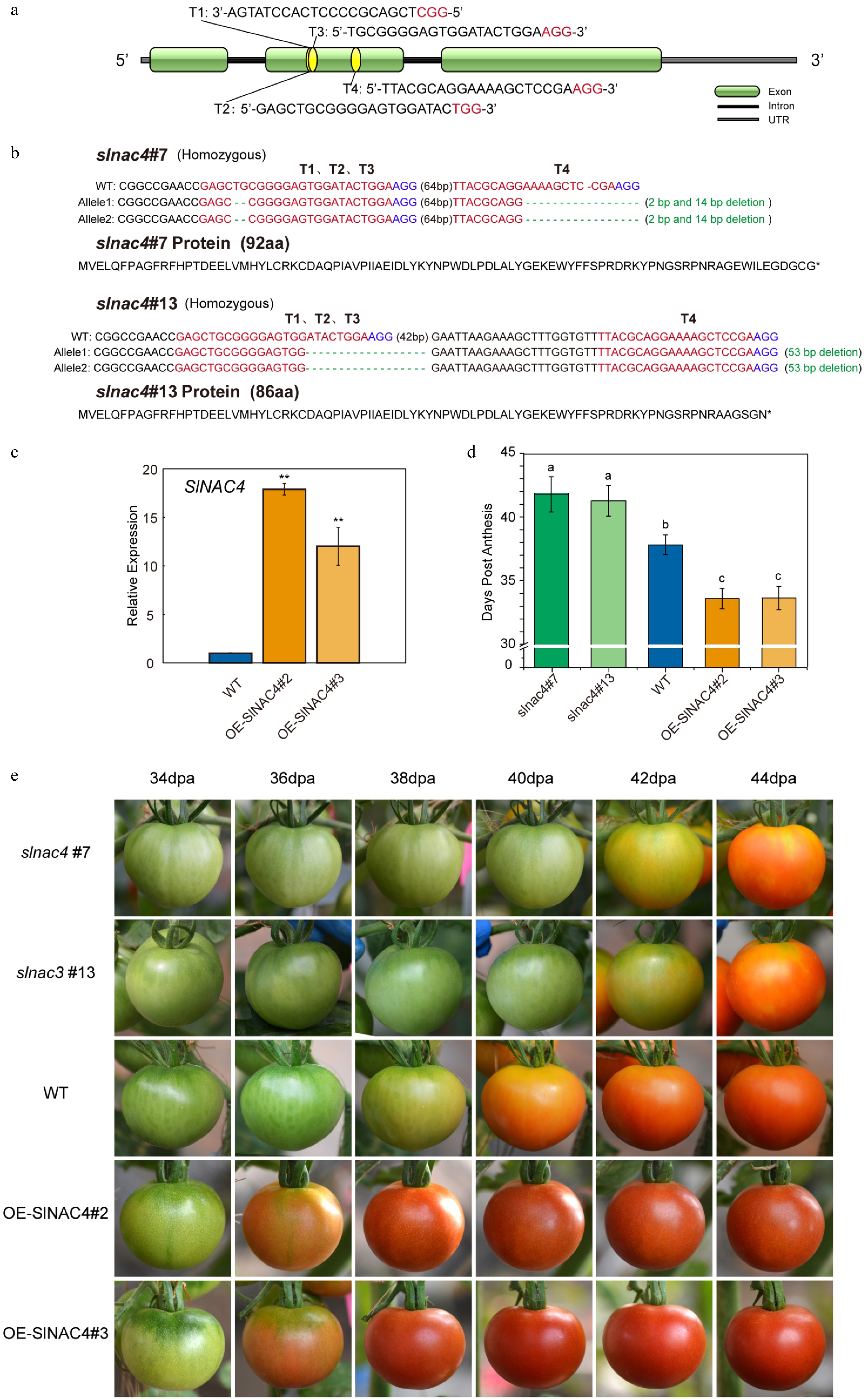 Mutagenesis of SlNAC4 by CRISPR/Cas9 alters gene expression and ...