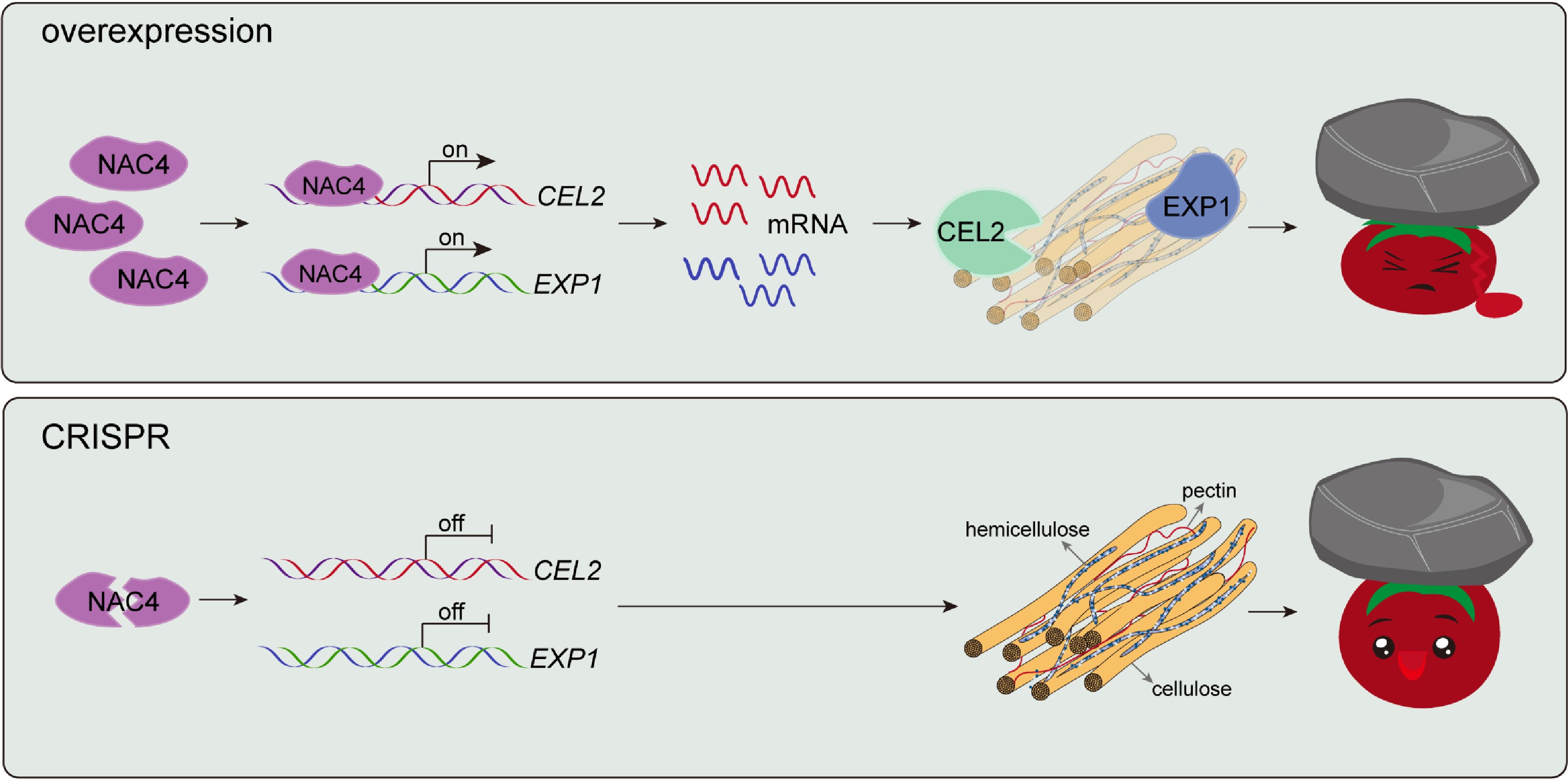 Mutagenesis of SlNAC4 by CRISPR/Cas9 alters gene expression and ...