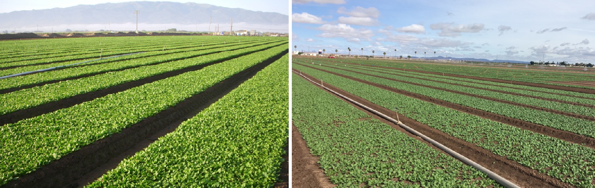 Research advances and prospects of spinach breeding, genetics, and genomics