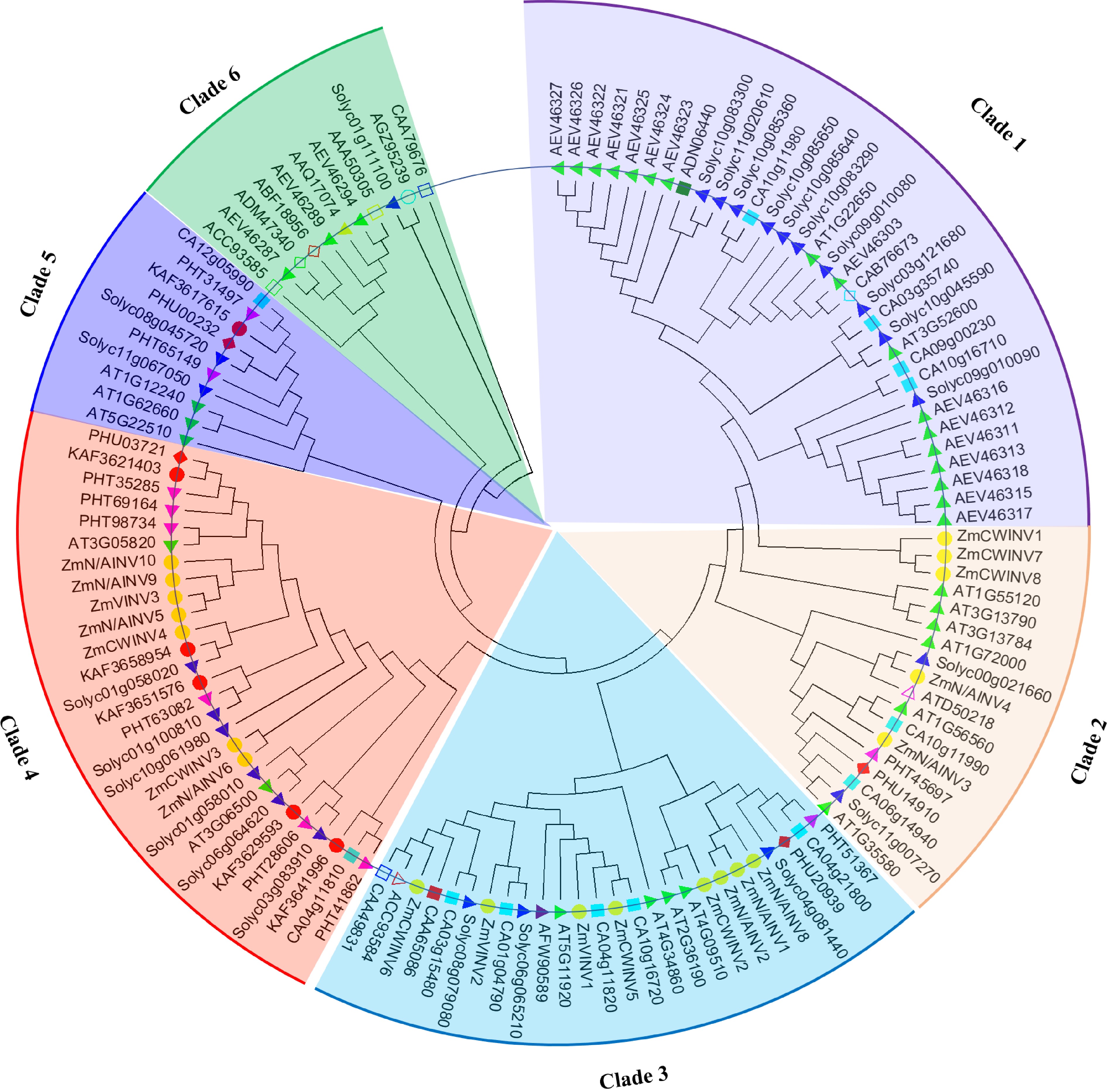 Regulation of invertase and sucrose for improving tomato fruit flavor A ...
