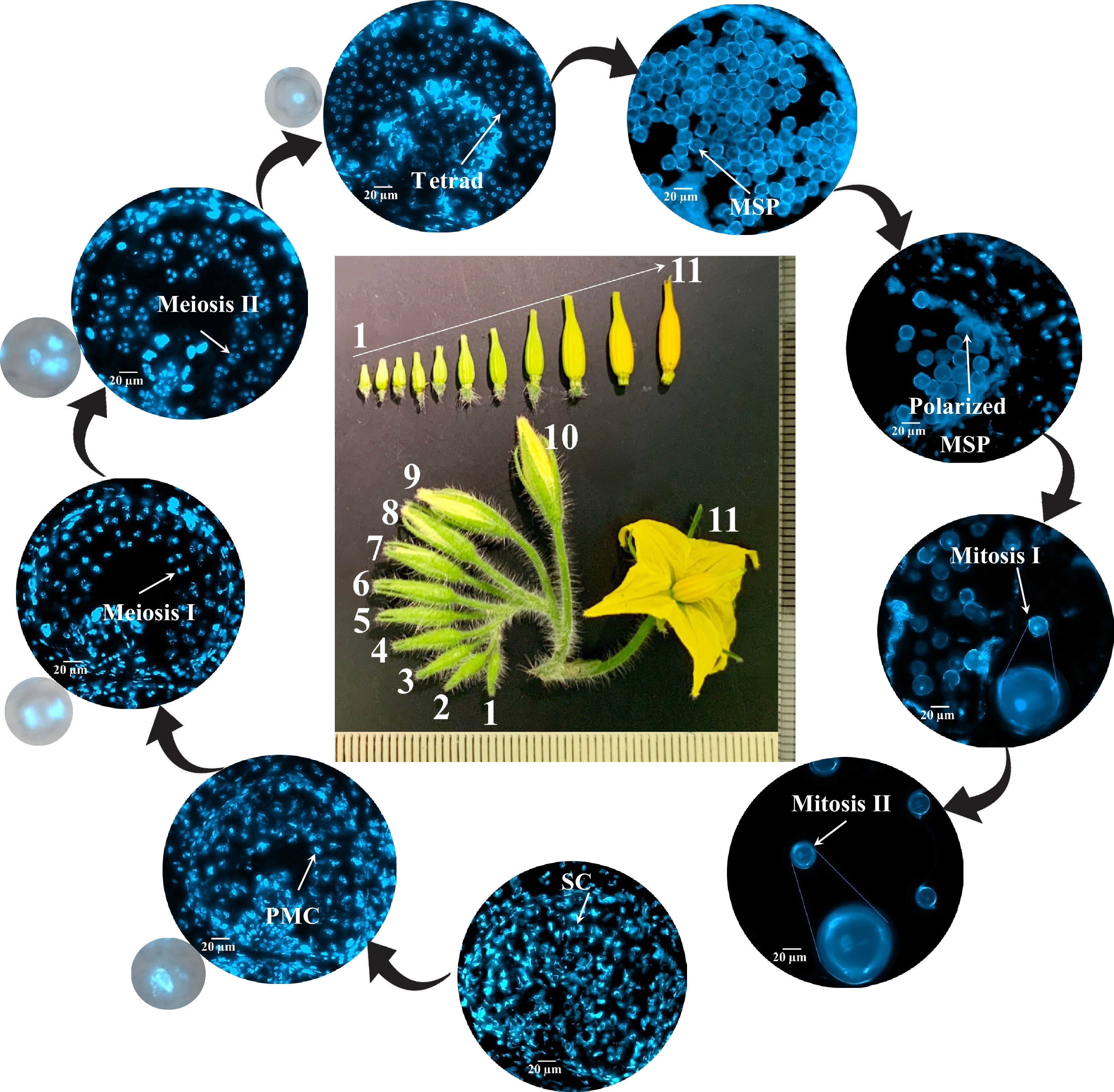 Identification of heat-induced proteomes in meiotic pollen mother cells ...