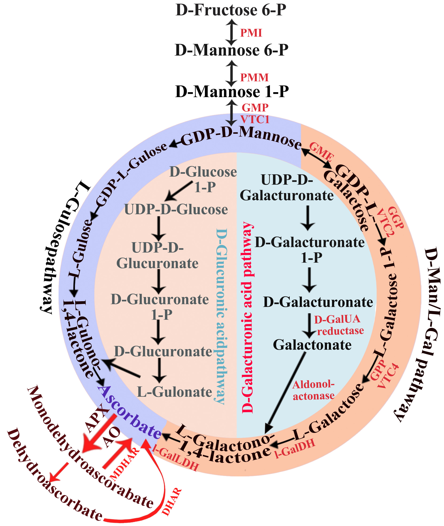 The regulation of nutrient and flavor metabolism in tomato fruit