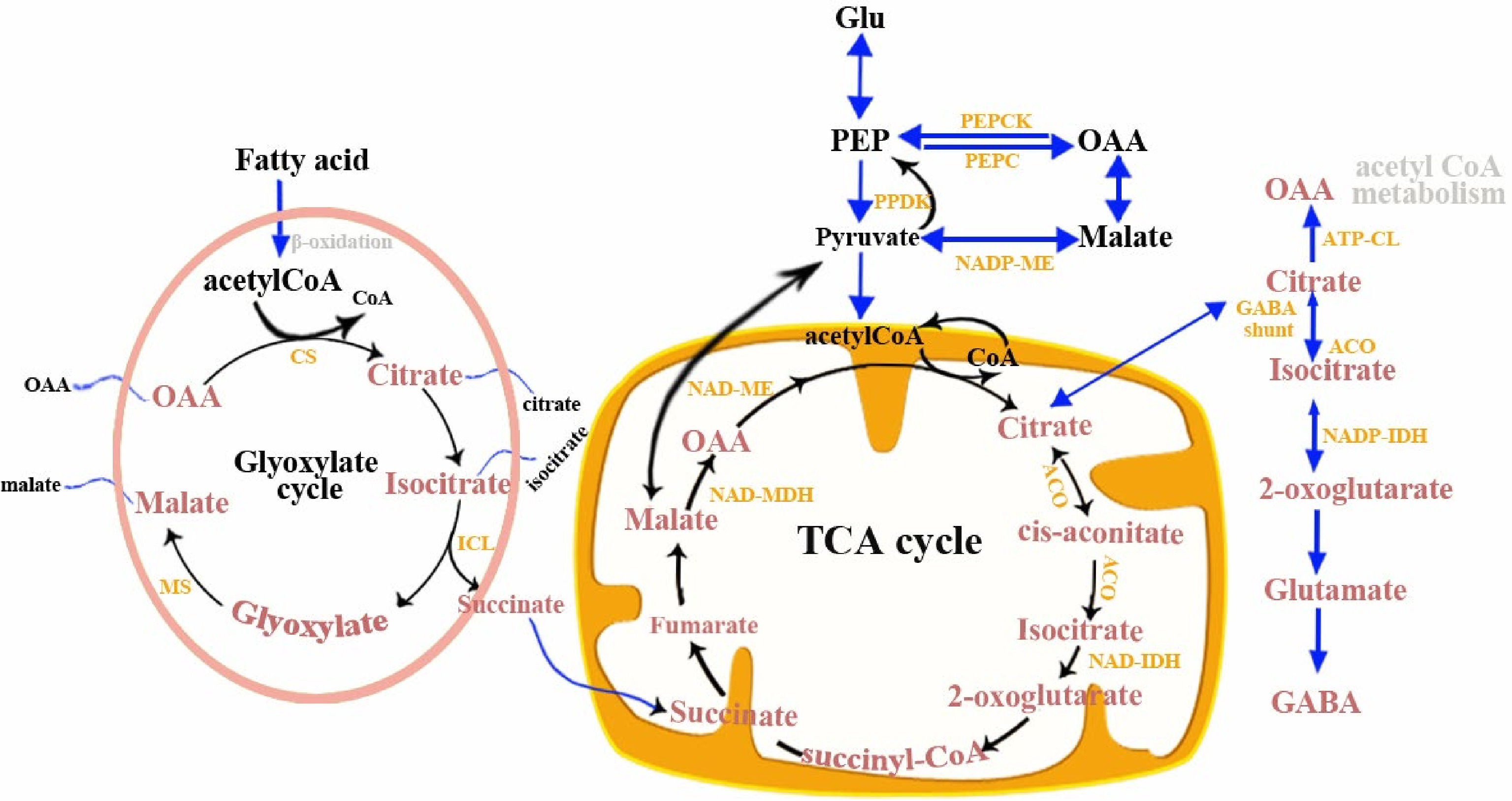 The regulation of nutrient and flavor metabolism in tomato fruit