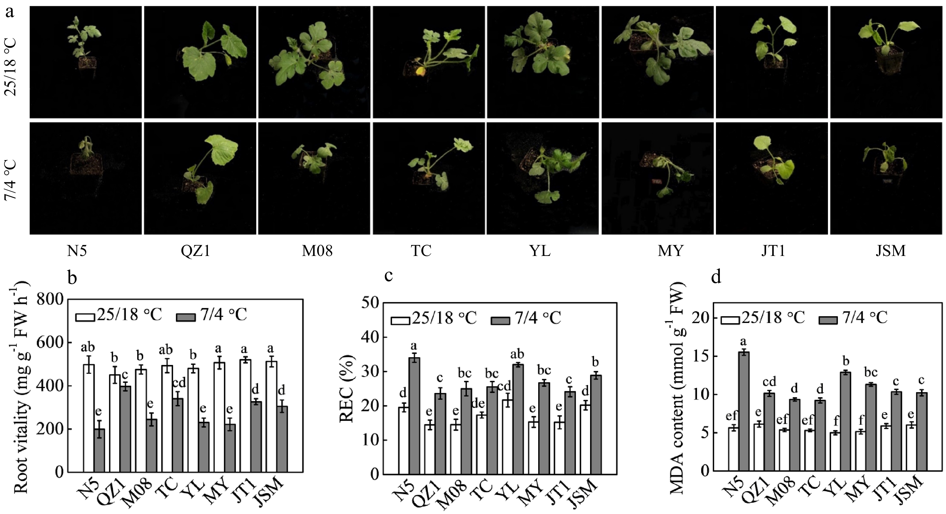 Screening of rootstocks with resistance to chilling and continuous ...