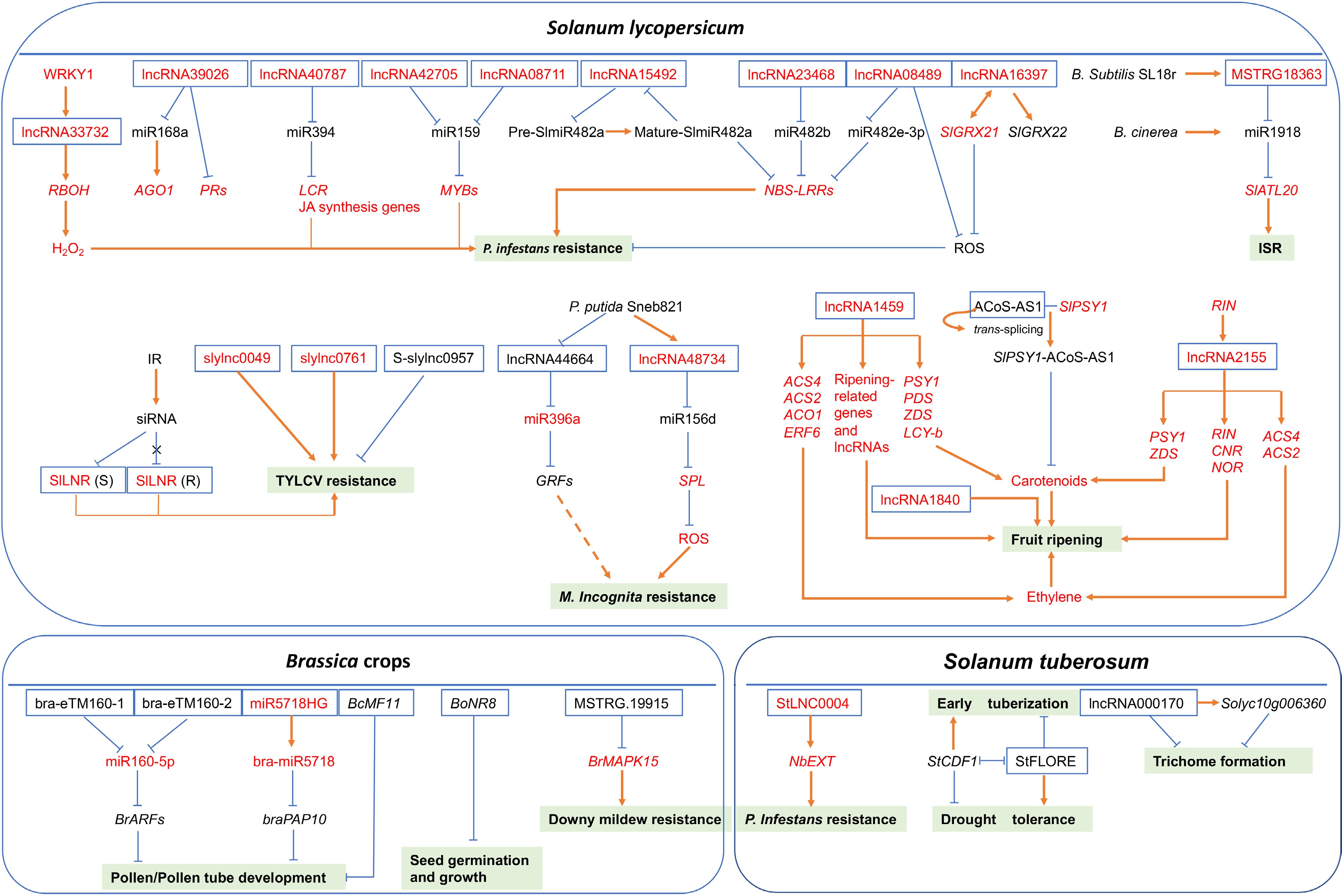 Research progress on biological functions of lncRNAs in major vegetable ...