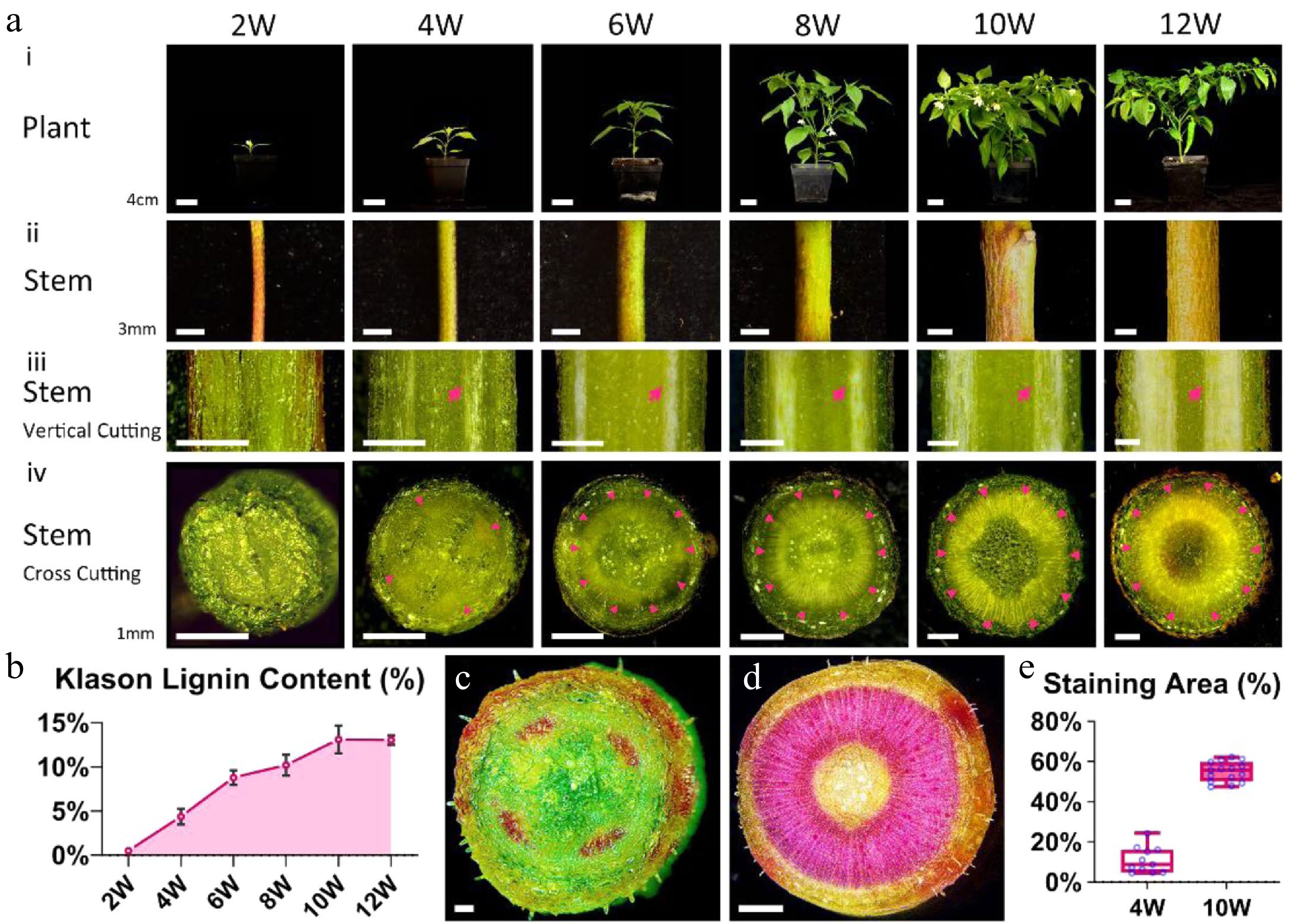 Pepper ( Capsicum annuum ) xylogen-like arabinogalactan protein (XYLP ...