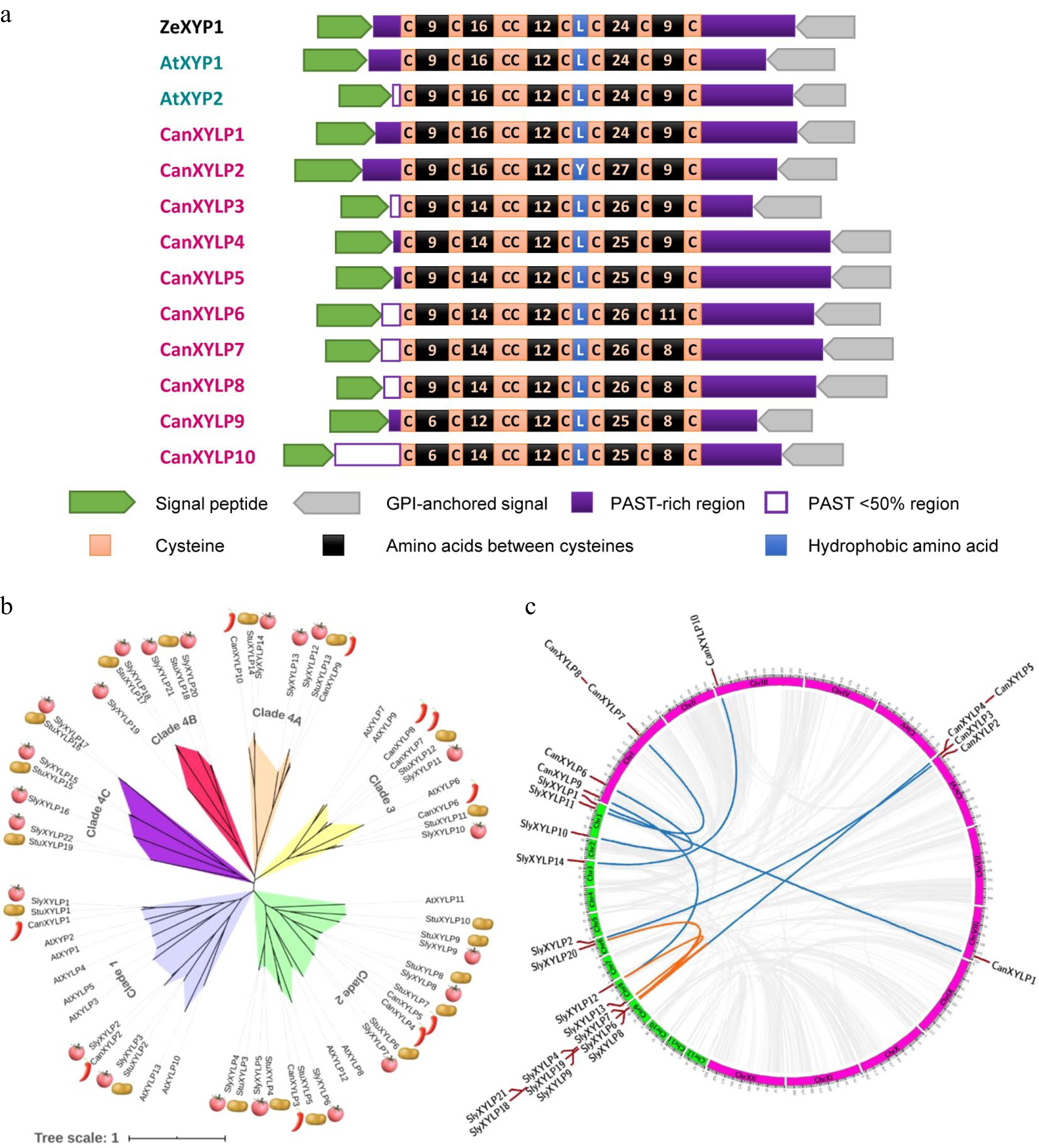 Pepper ( Capsicum annuum ) xylogen-like arabinogalactan protein (XYLP ...