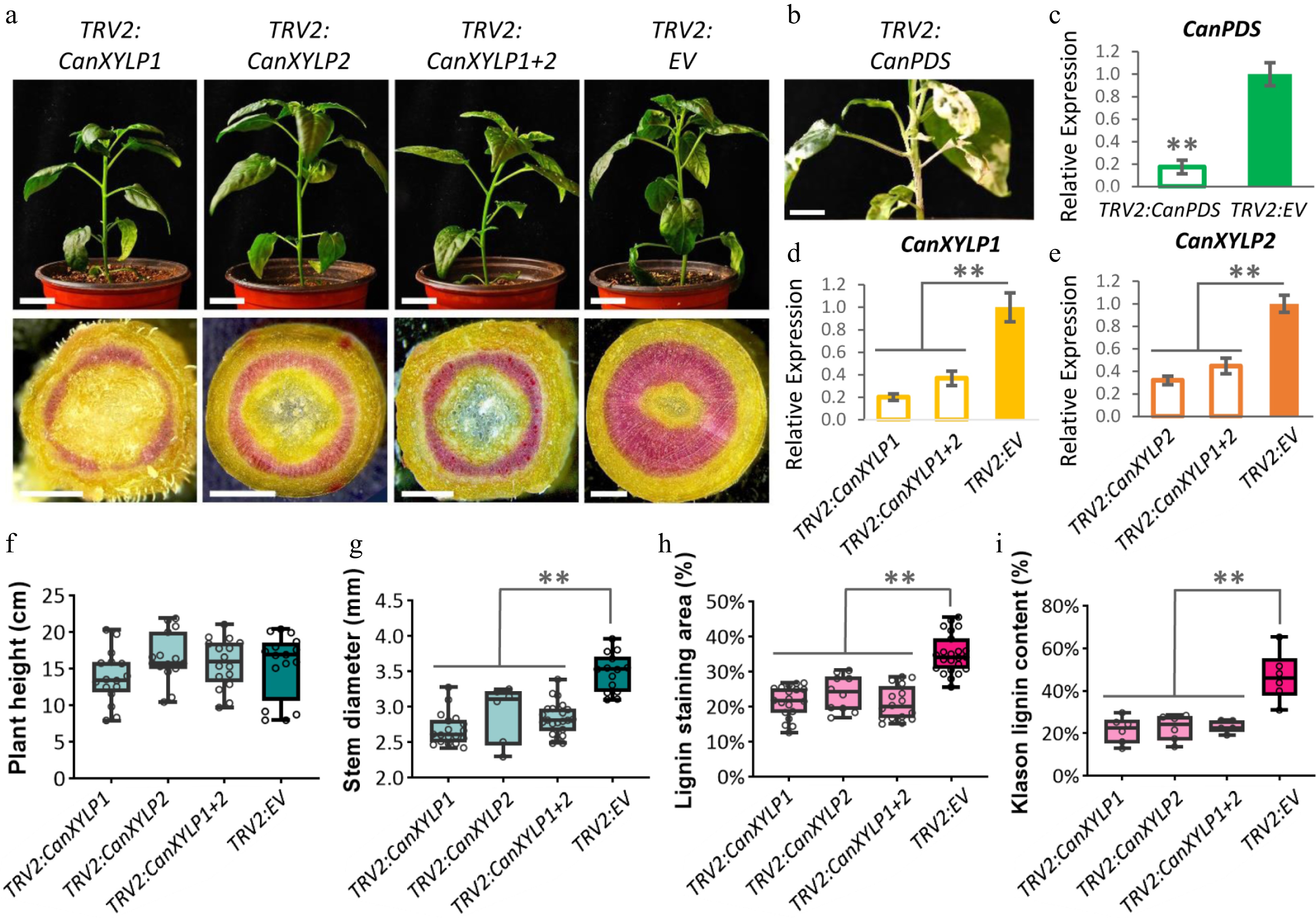Pepper ( Capsicum annuum ) xylogen-like arabinogalactan protein (XYLP ...