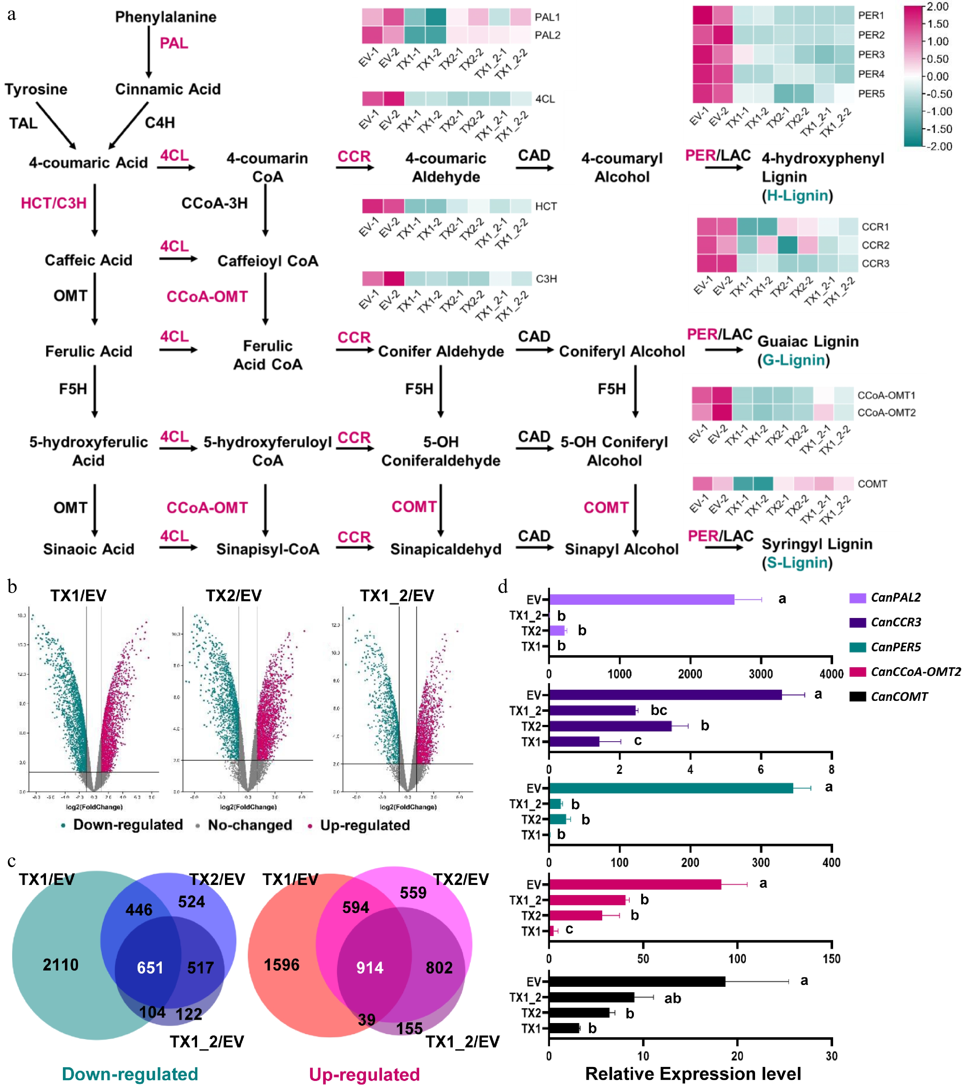 Pepper ( Capsicum annuum ) xylogen-like arabinogalactan protein (XYLP ...