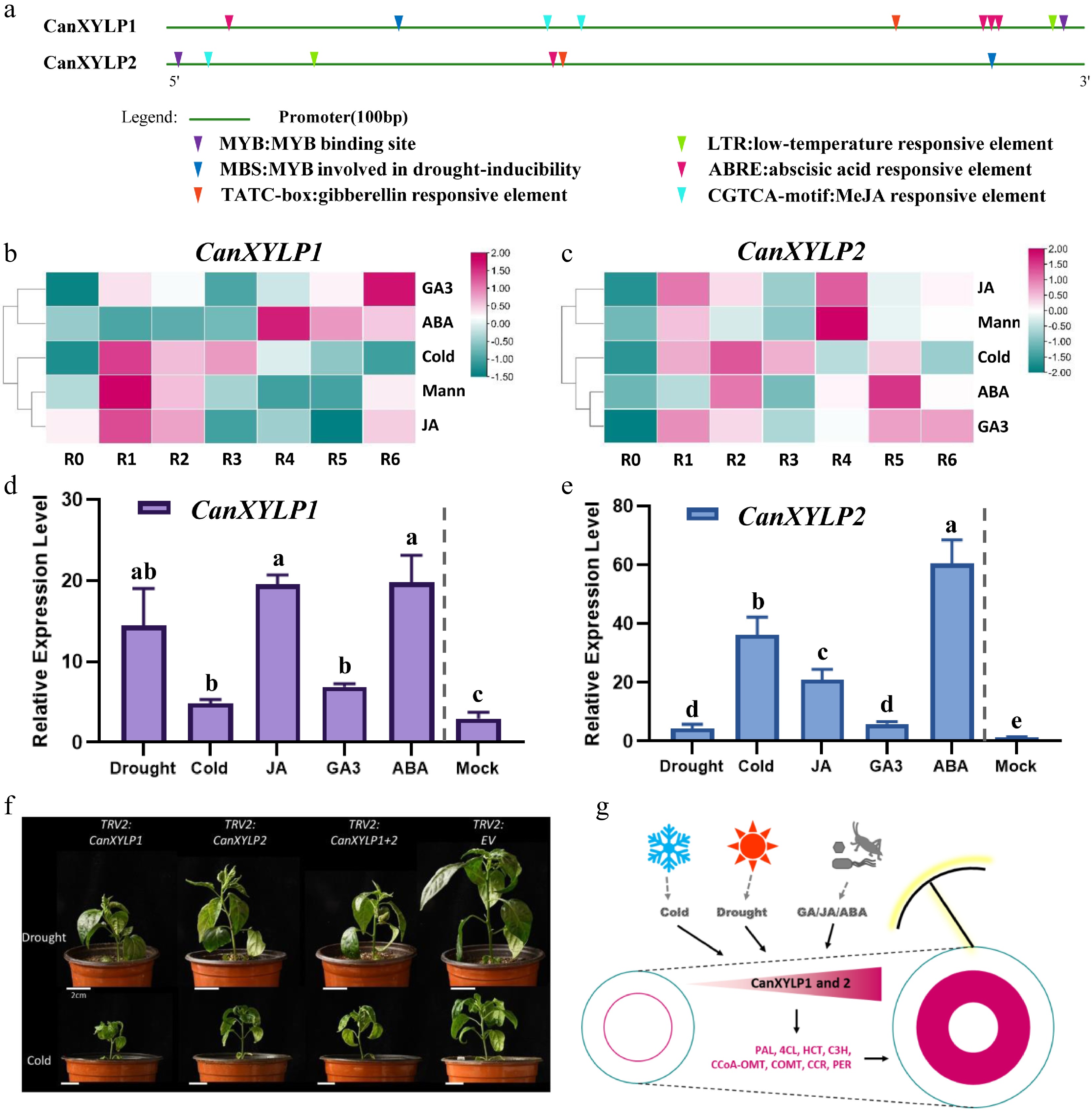Pepper ( Capsicum annuum ) xylogen-like arabinogalactan protein (XYLP ...