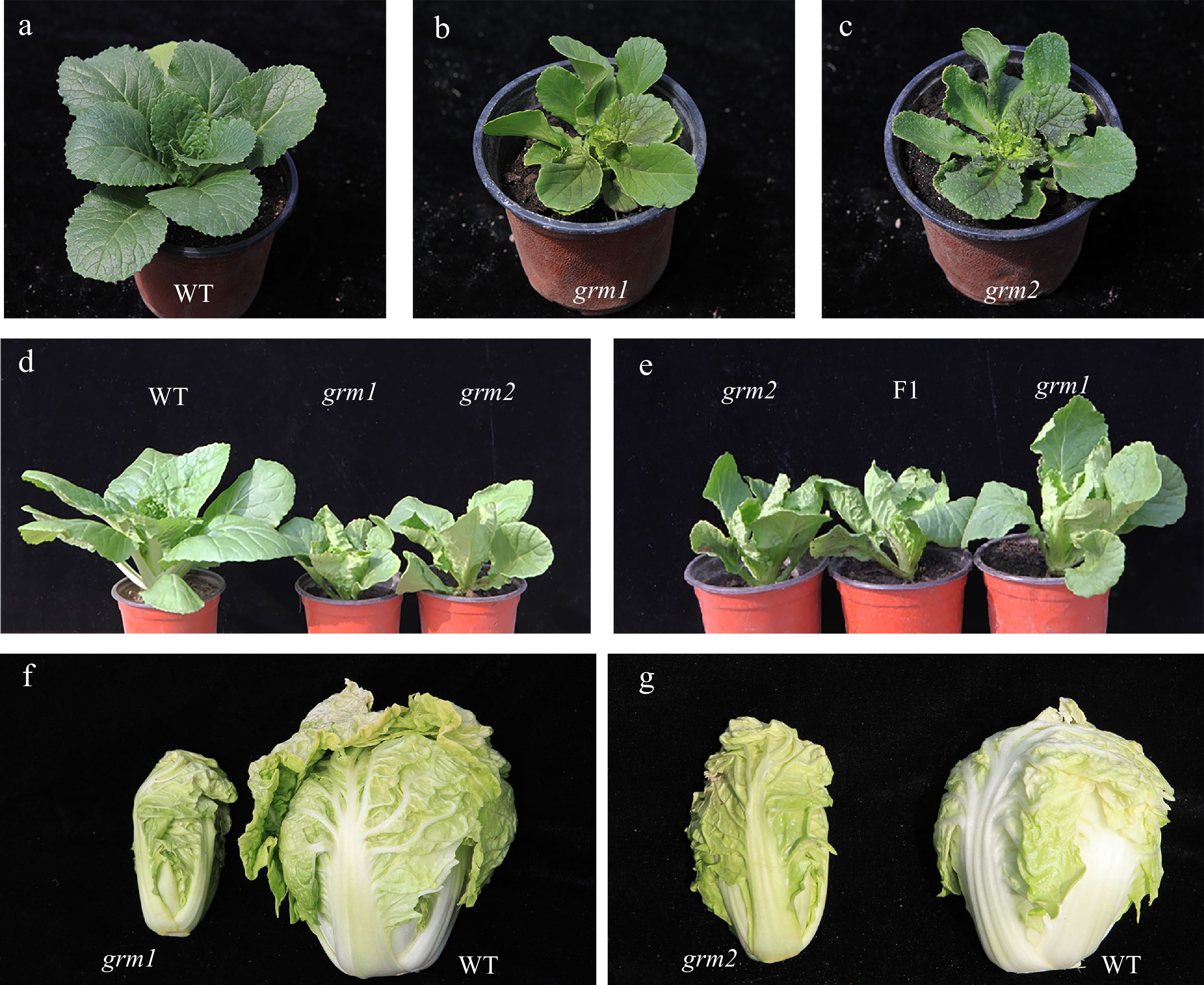 BrDDB1A maintains regular growth of Chinese cabbage via UV tolerance