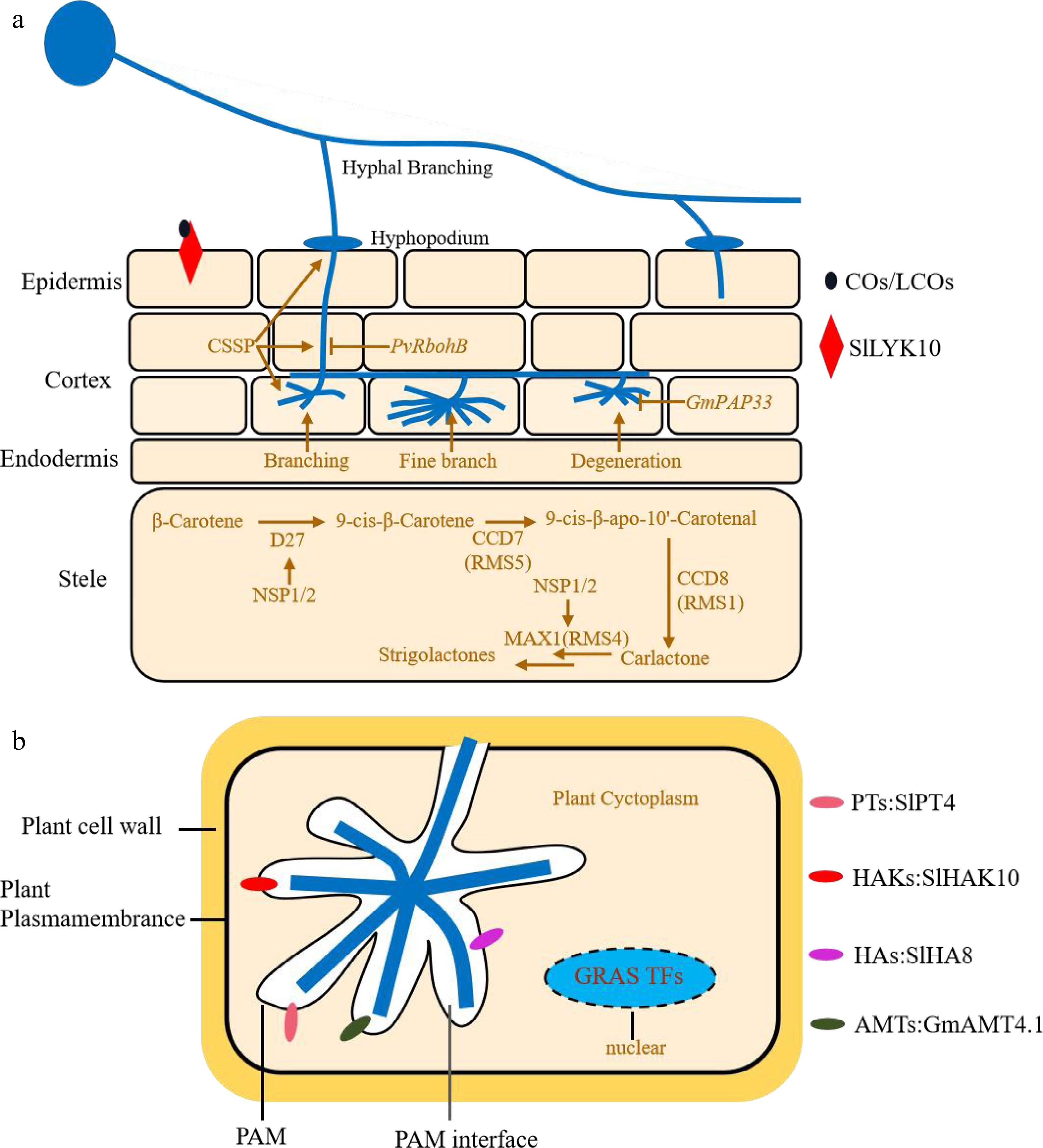 The utilization and molecular mechanism of arbuscular mycorrhizal ...
