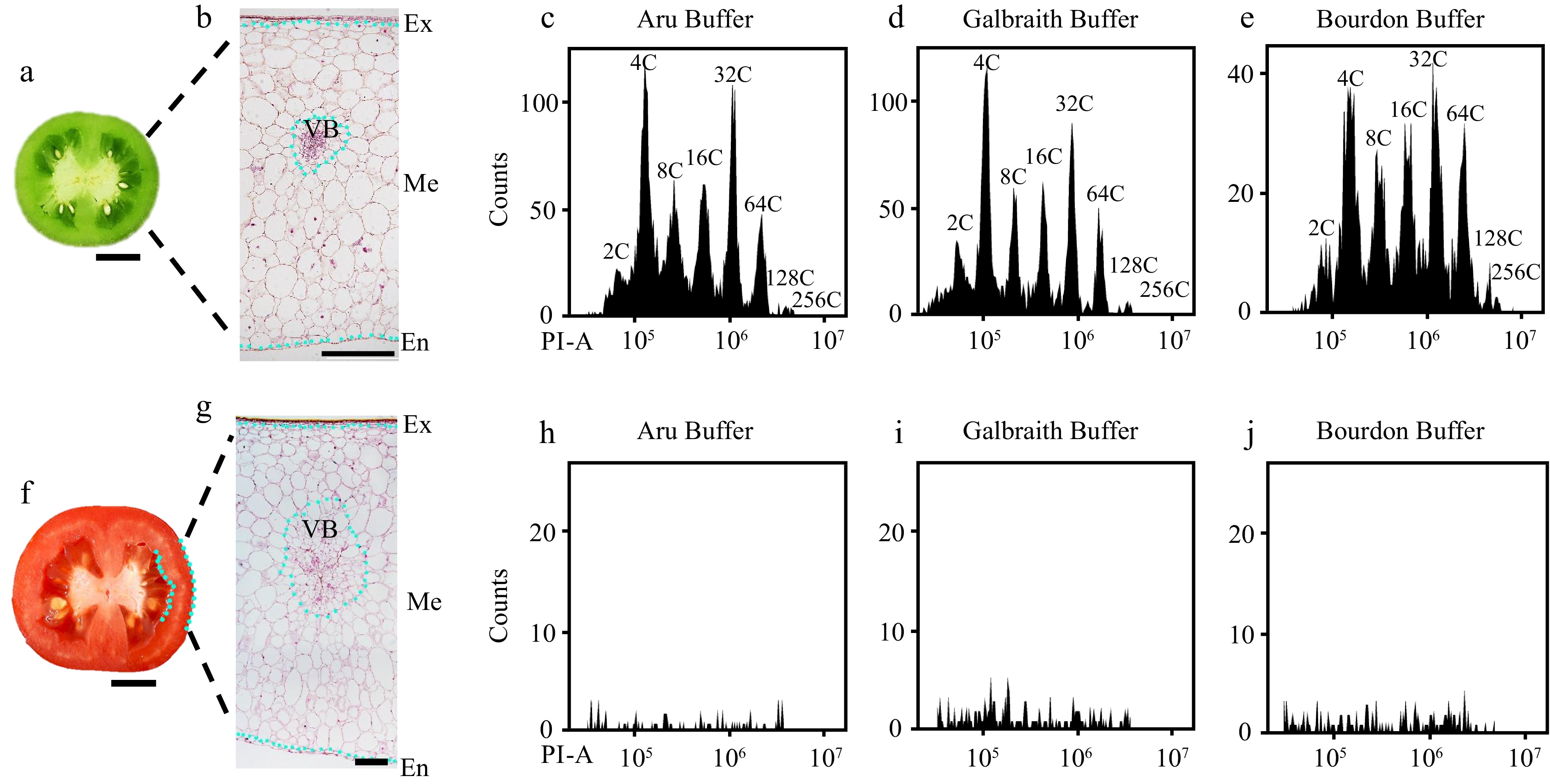 Determination of nuclear DNA ploidy distribution in the mesocarp of ...