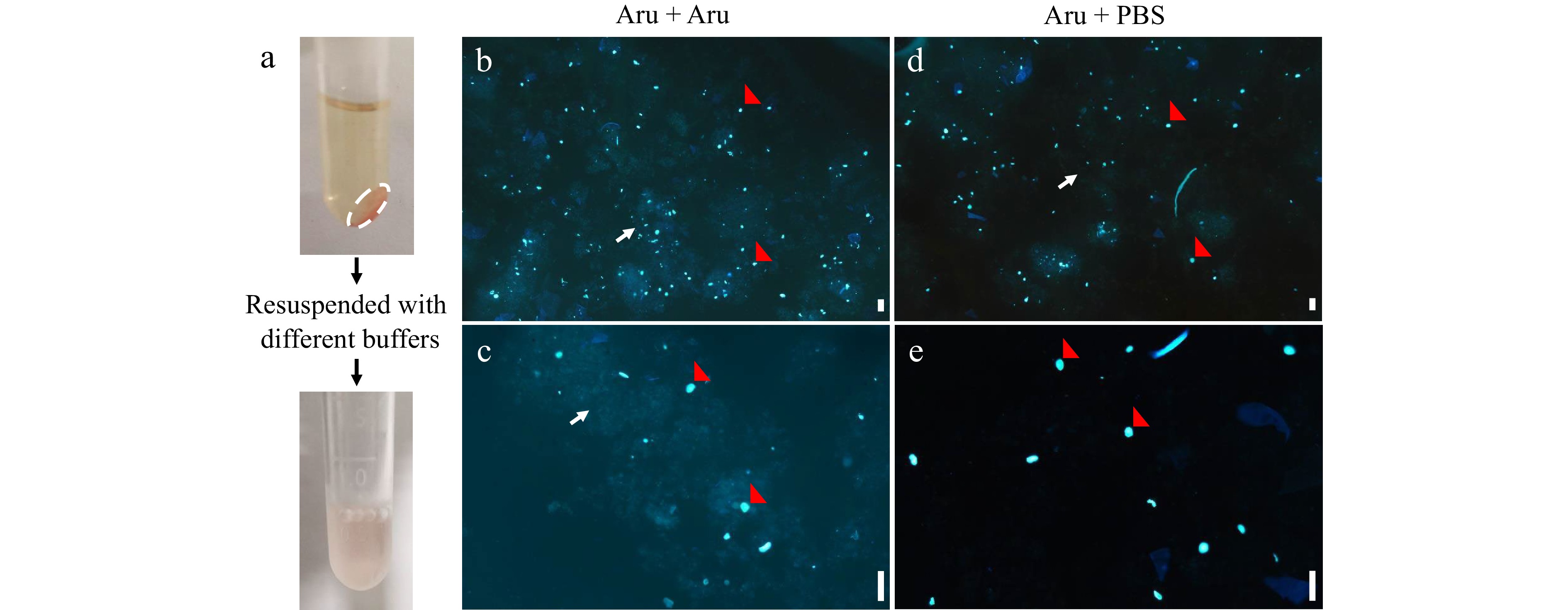 Determination of nuclear DNA ploidy distribution in the mesocarp of ...